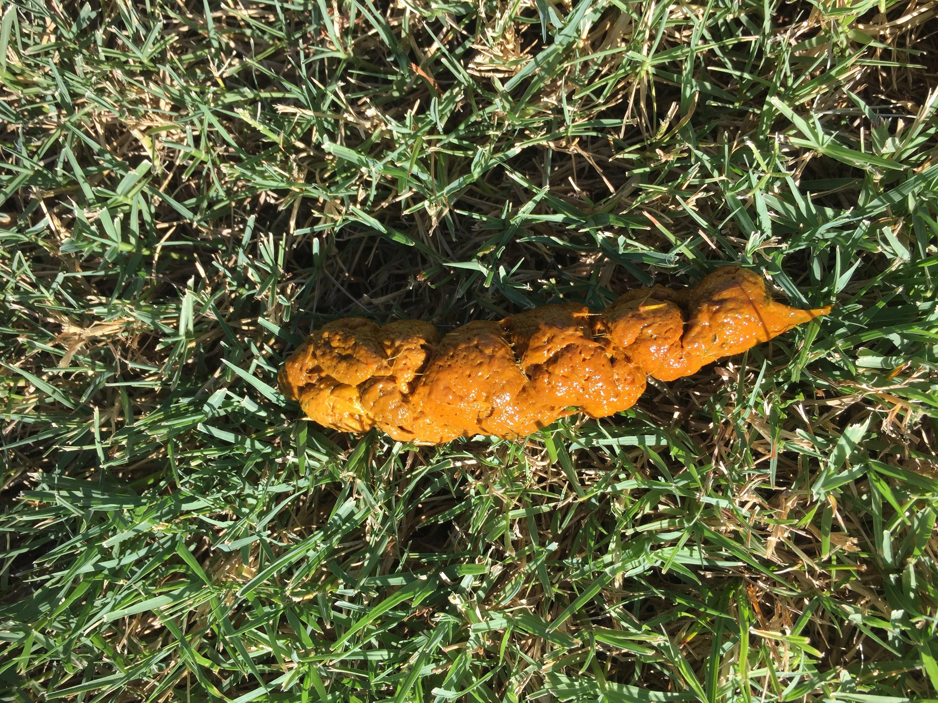 Why is my puppy's stool soft and orange on cottage cheese? | Petco
