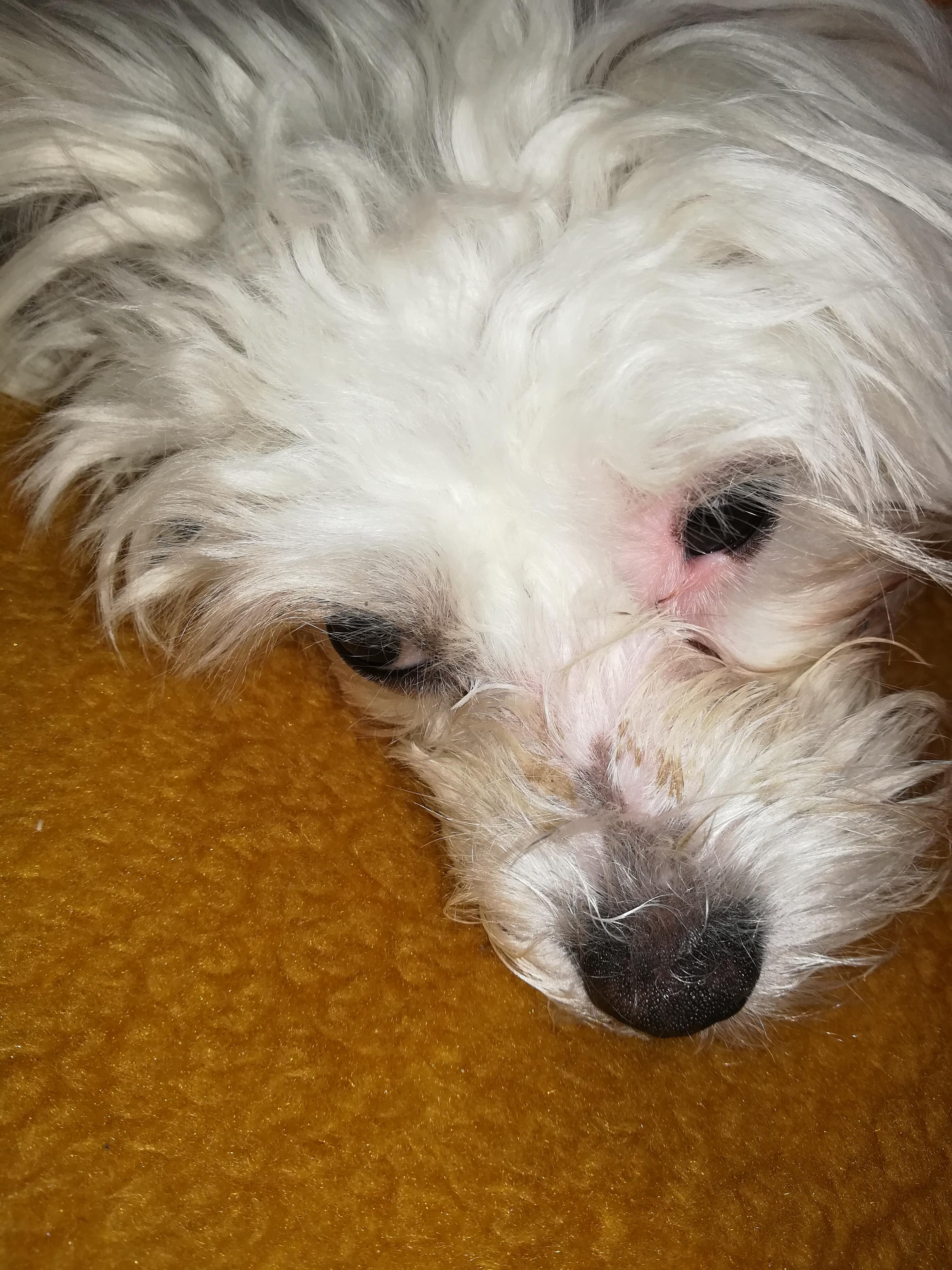 White dog with brown spots near eyes? Is it tear staining? | Petco