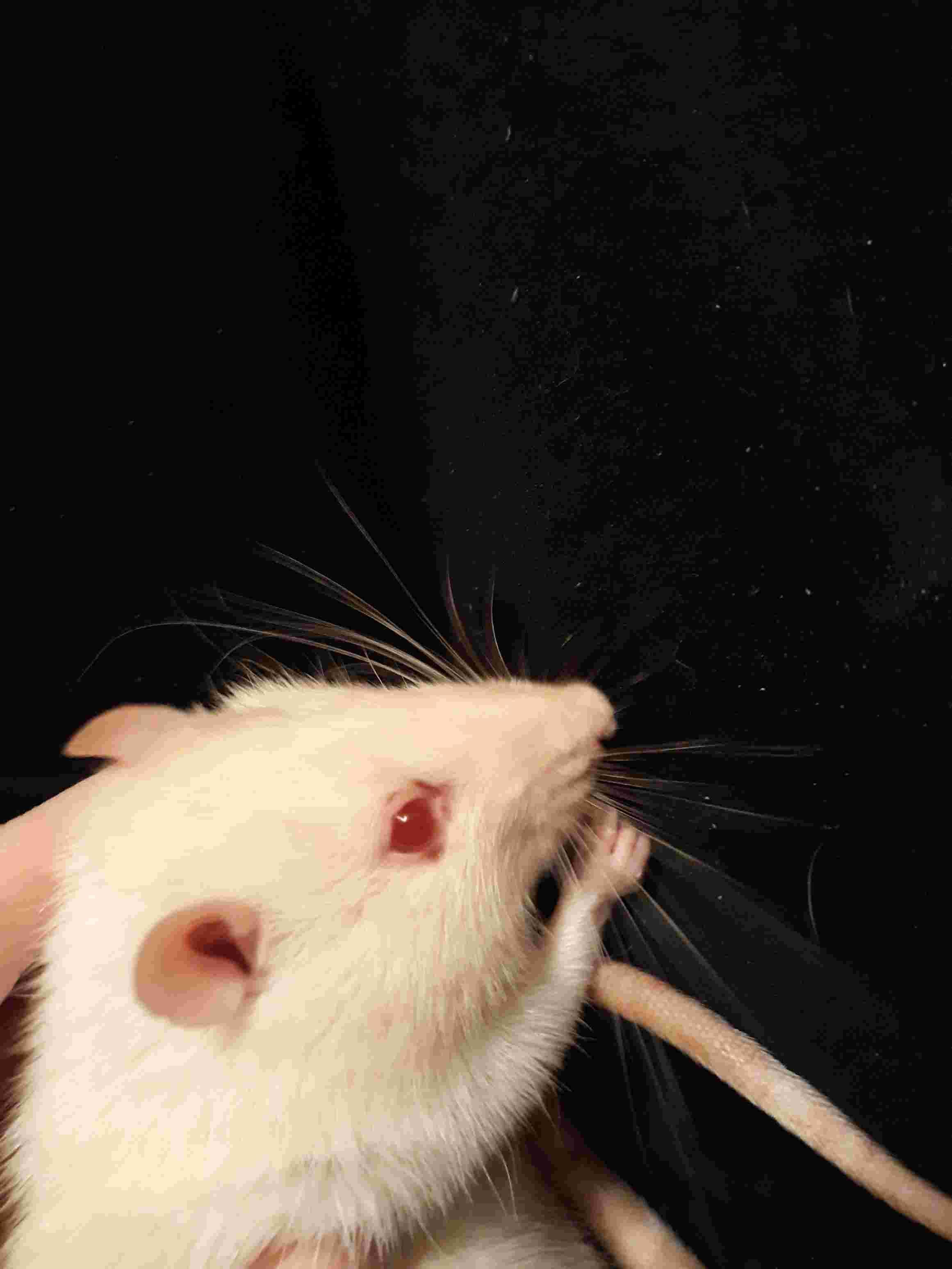 My rat has red fur stains & yellow grease. Does it need vet care? | Petco