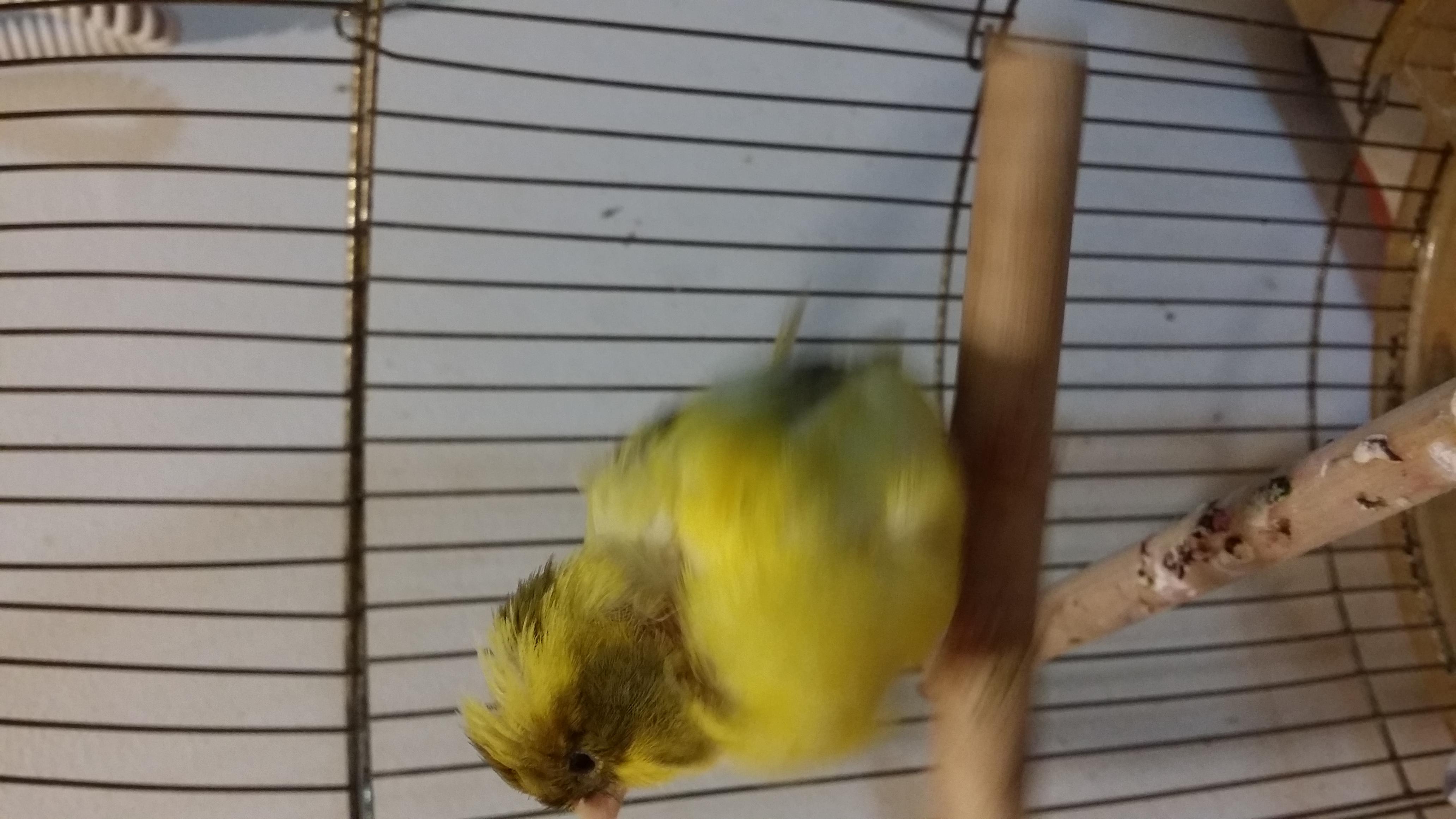 Why Is My Canary Coughing, Losing Feathers, & Has Blue Feet? | Petco