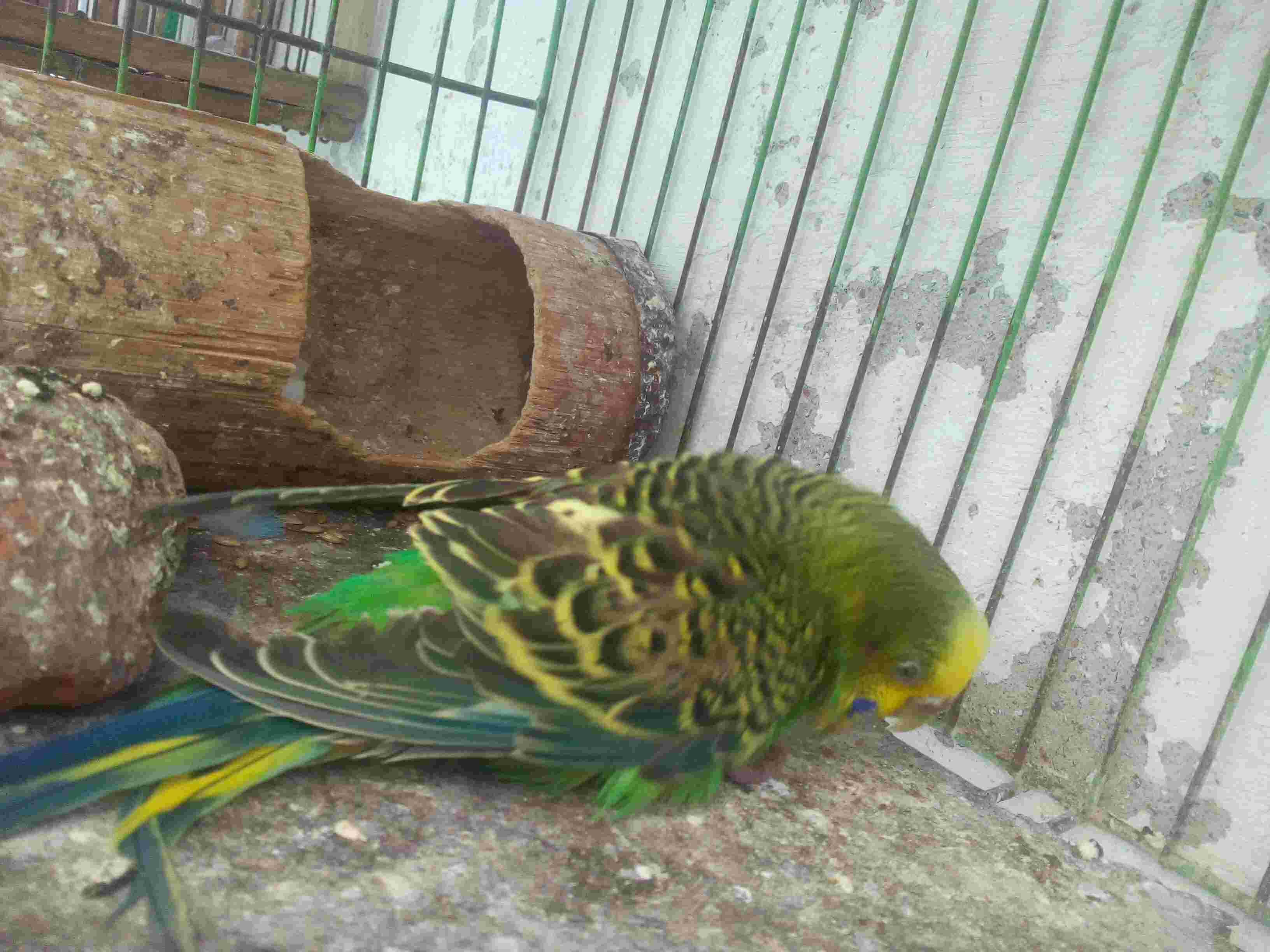 Why is My Parakeet Shaking & Not Moving Her Bent Foot? | Petco