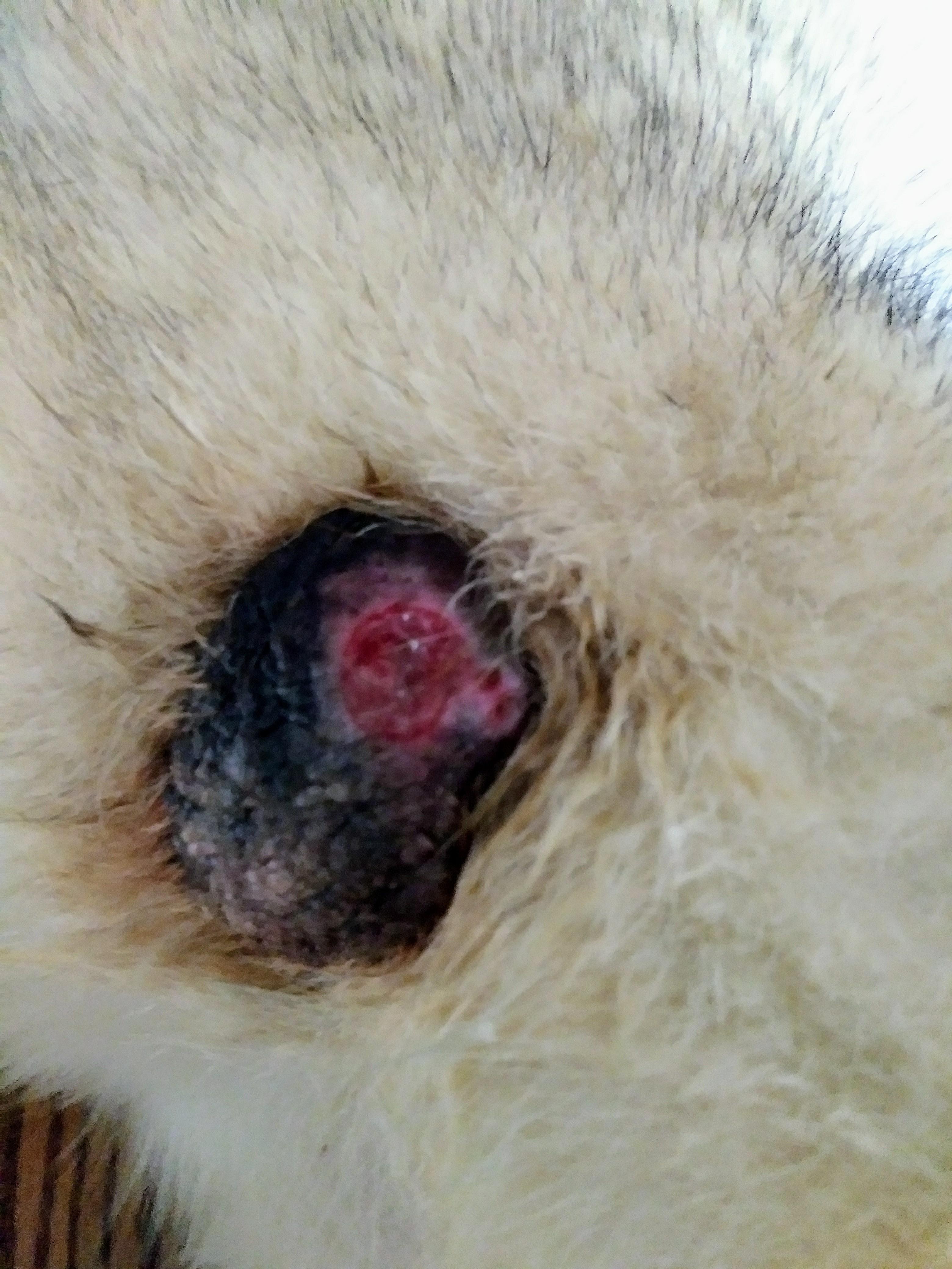 How to treat an infected elbow callus sore on my dog at home? | Petco