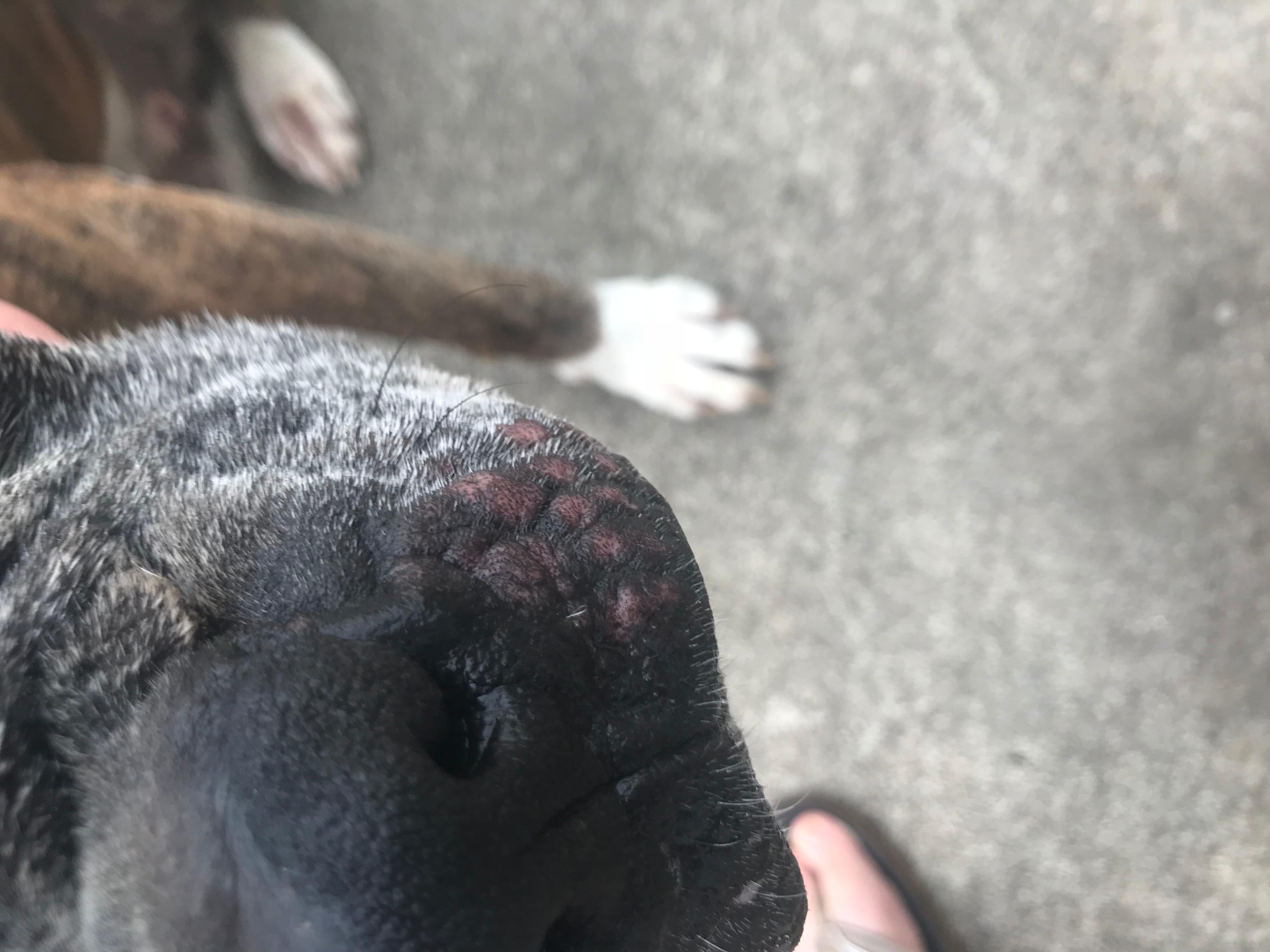 My Allergic Boxer Has Face Bumps? Discover What It Could Be | Petco