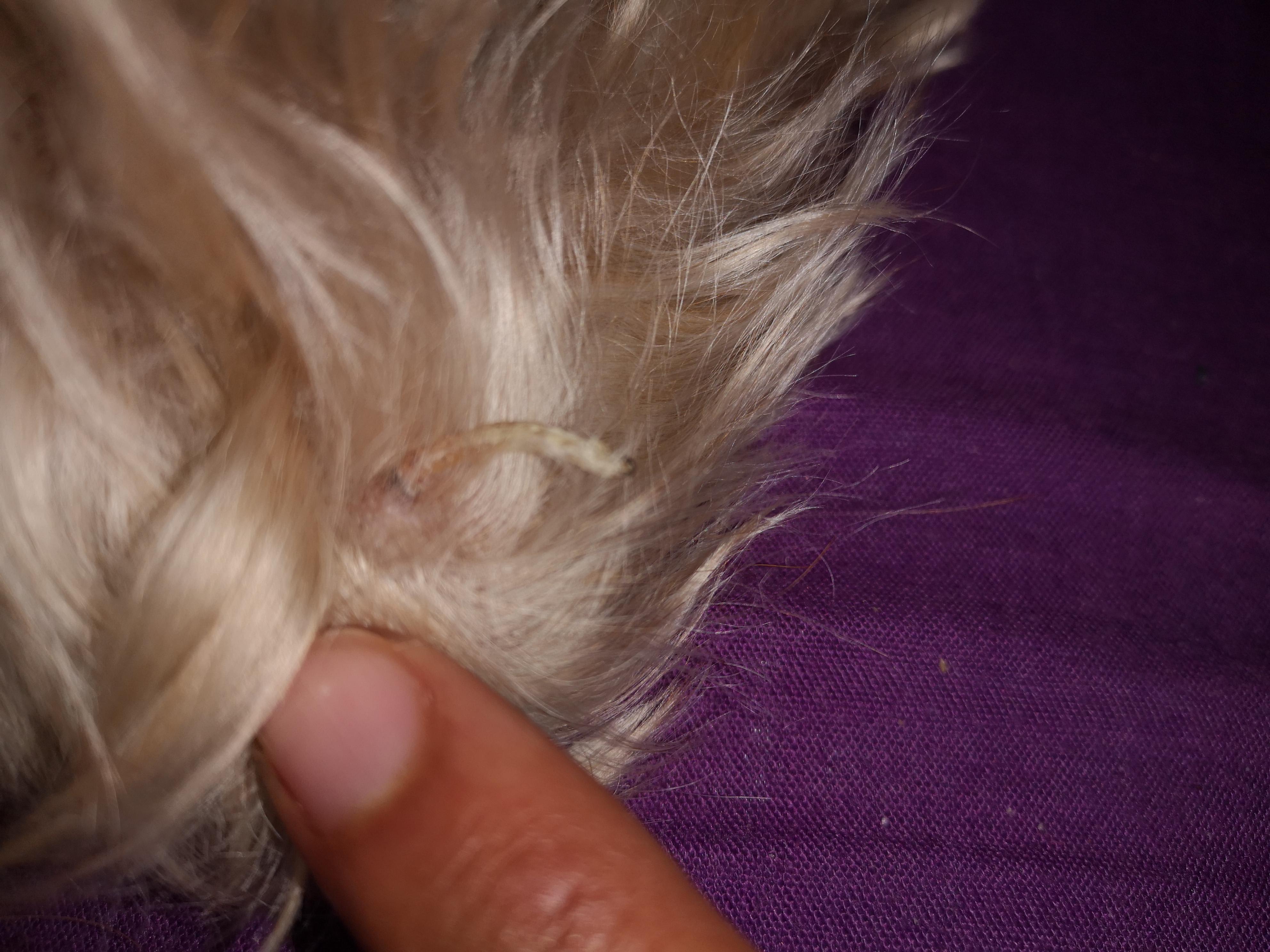 Older Dog Has Nail-Like Skin Growths That Fall Off & Regrow? | Petco