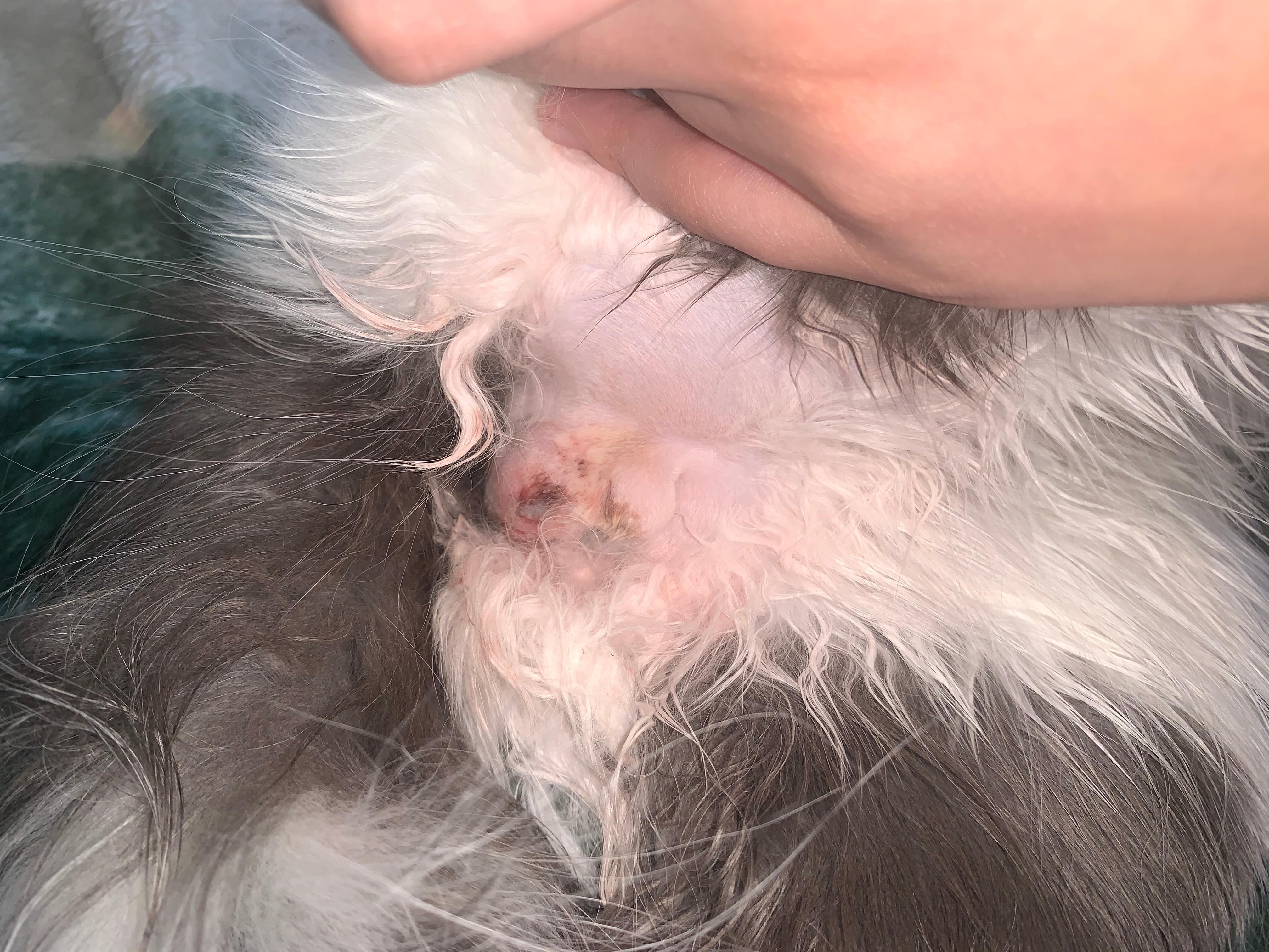 My Cat Not Peeing or Pooping After Neuter Surgery? Is It Normal? | Petco