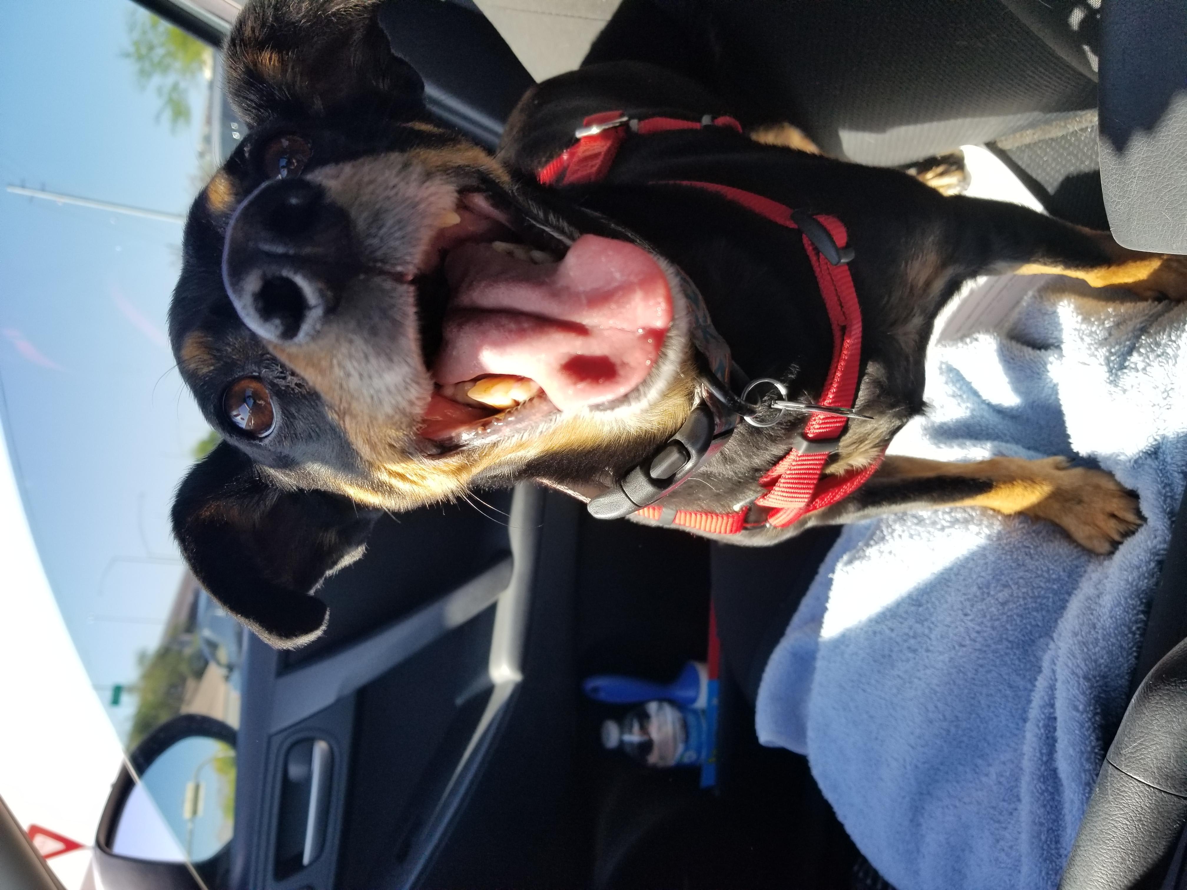Dog Limping After Shots