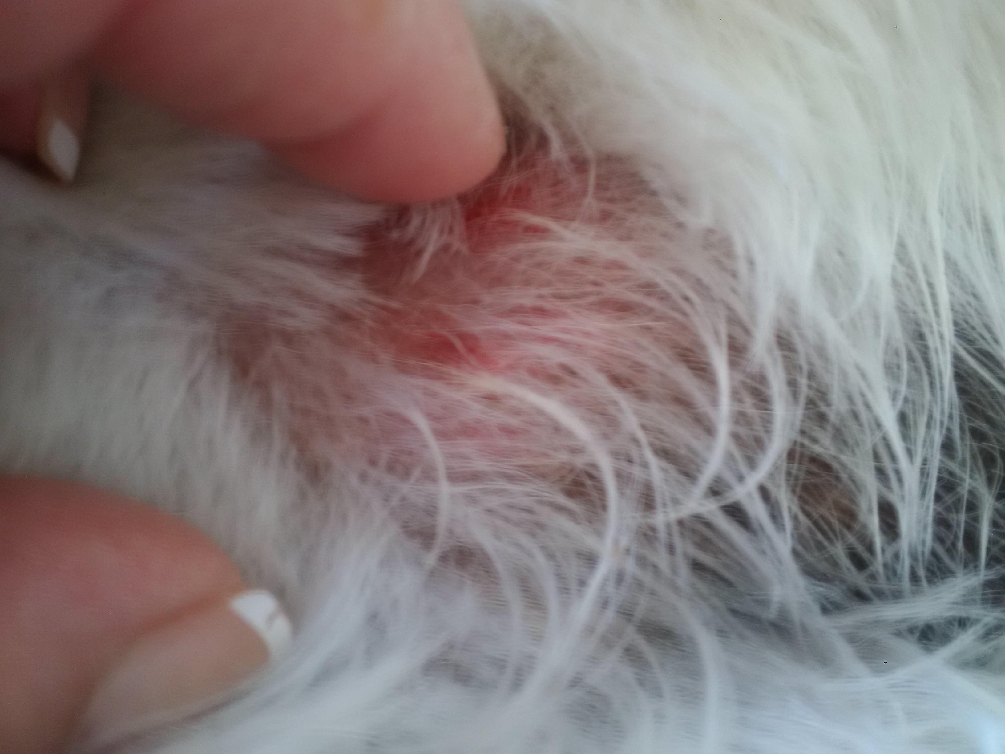 Why Is My Dog Biting Skin & Have Red Marks? Find Out Now | Petco