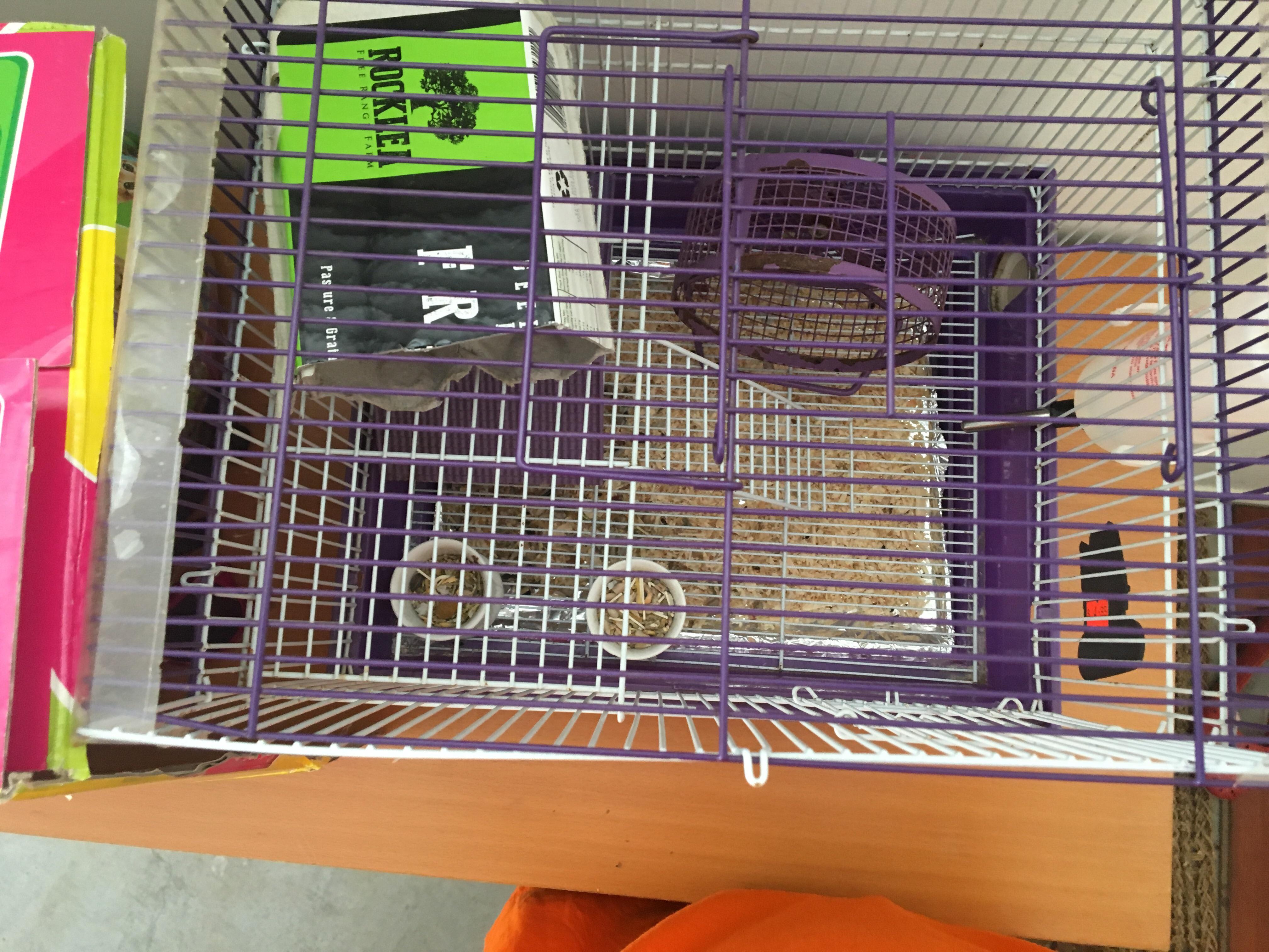 Can mesh cages and wheels cause bumblefoot in my pet mouse? | Petco