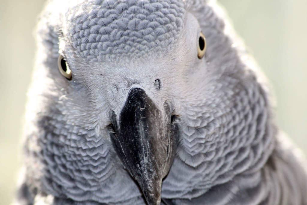 How to Treat Your Parrot's Nasal Issues Without a Vet Nearby? | Petco