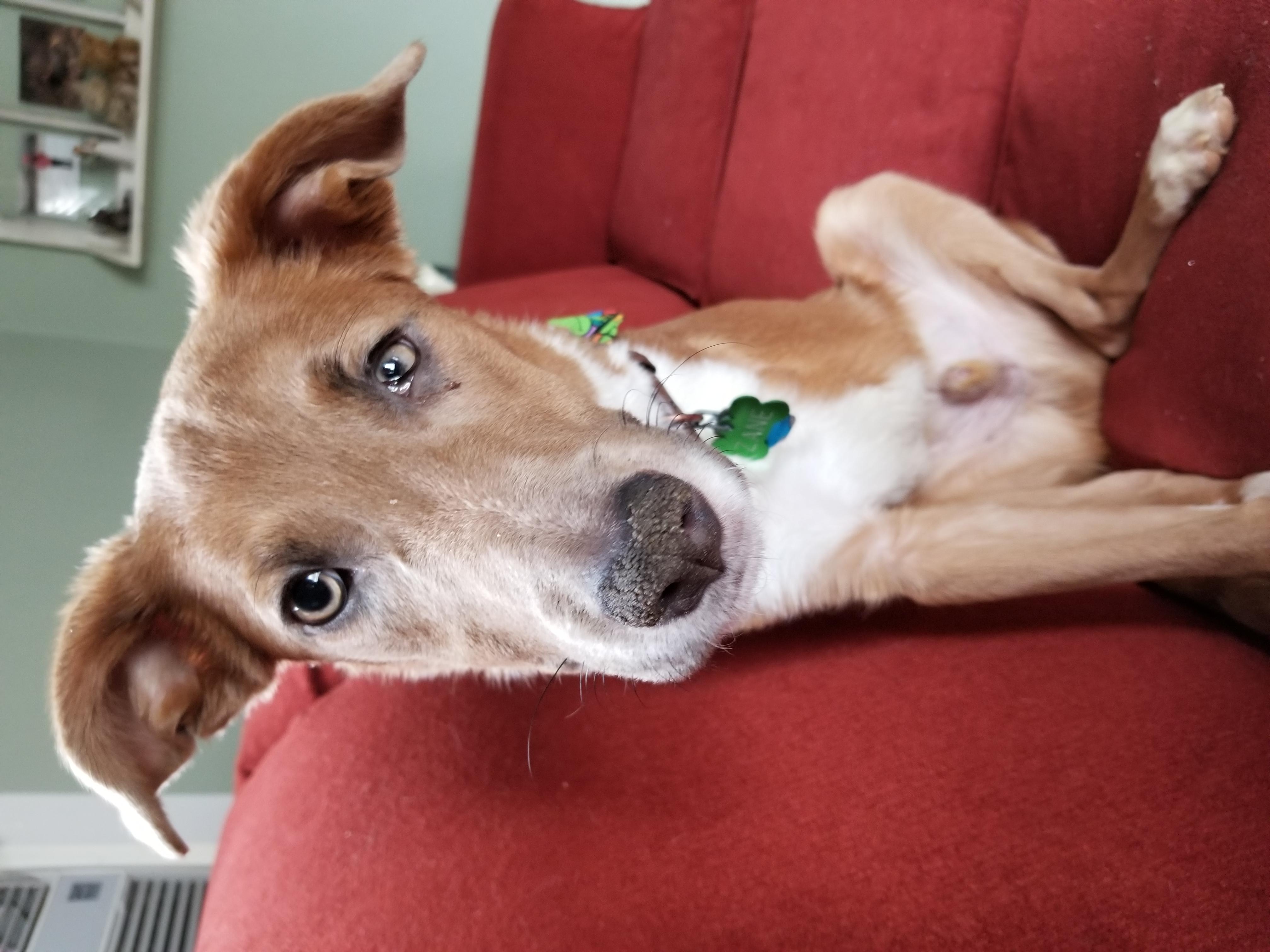 My dog's swollen lymph nodes & eye looks different. What's wrong? | Petco