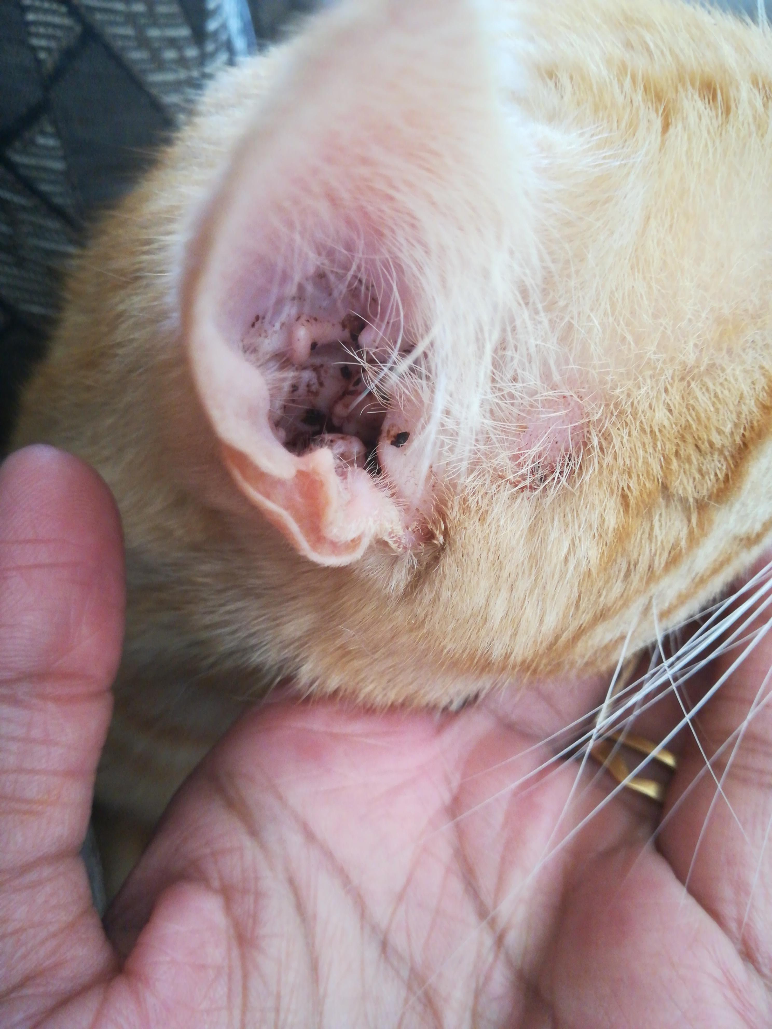 My Cat Has a Smelly Ear & Rash. Is It an Infection? Get Answers | Petco