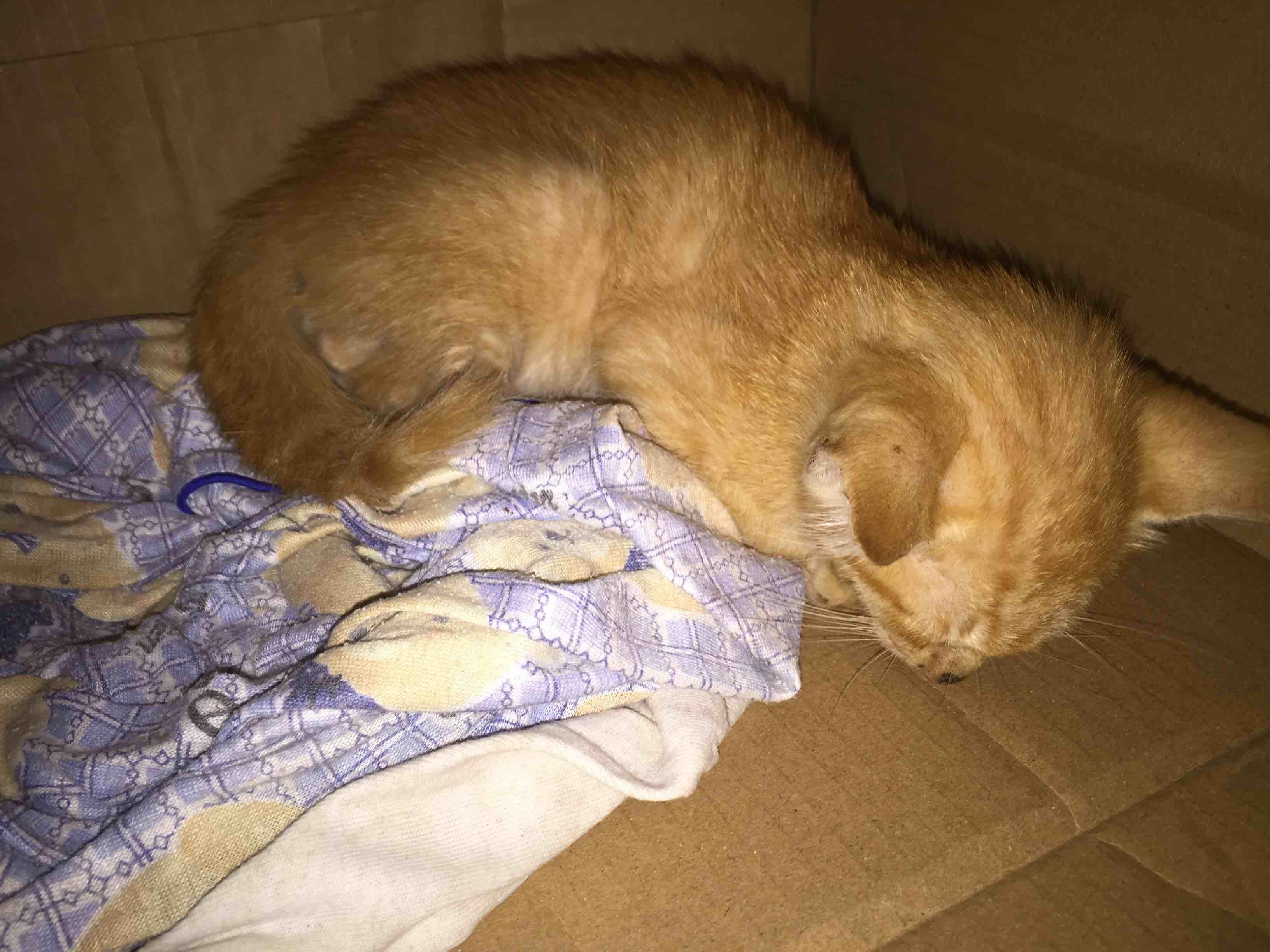 My Kitten is Sick, Pale, Dull, Shivering: What to Do Now? | Petco