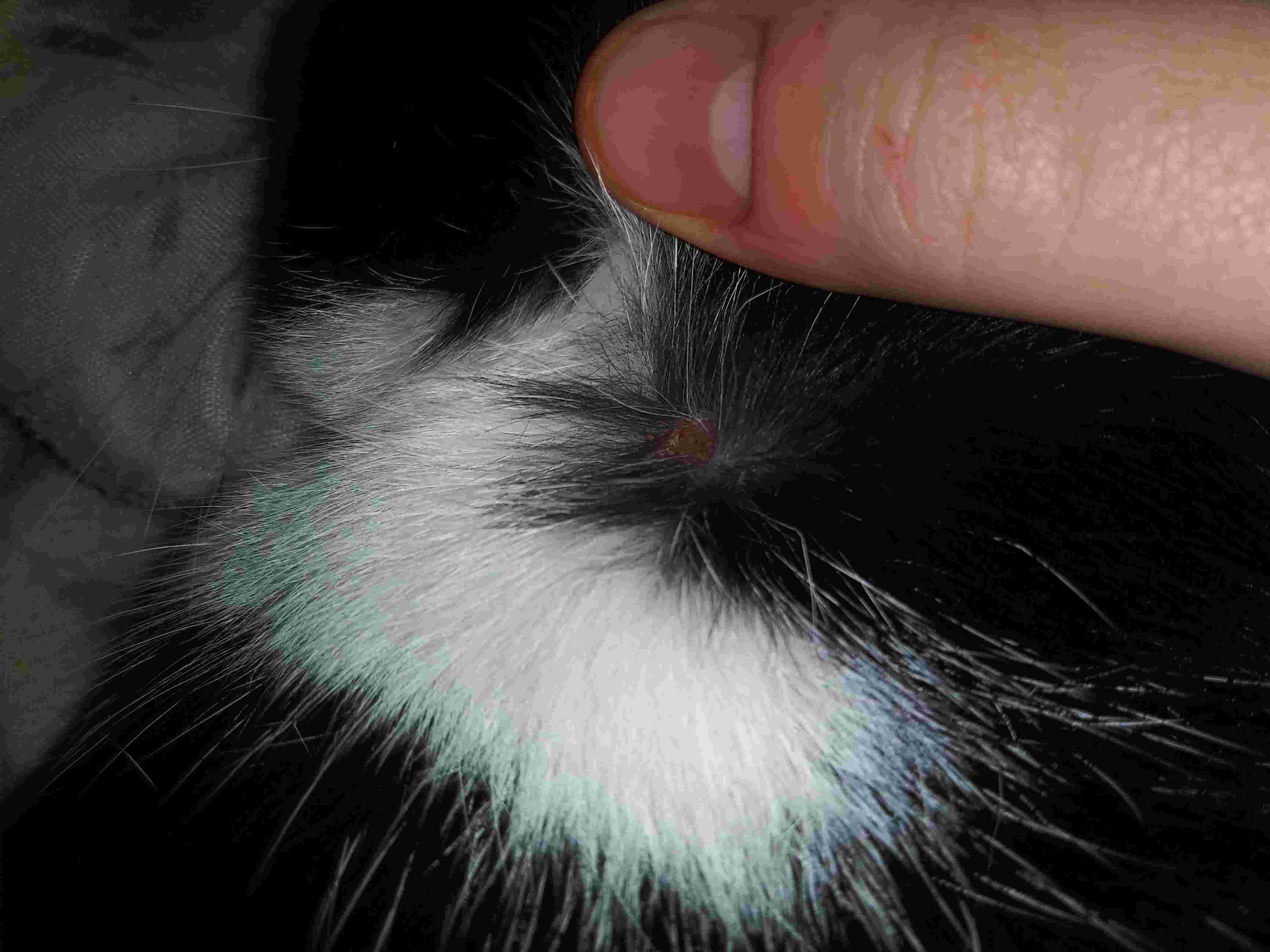 My Cat Has a Red, Inflamed Skin Spot. Could It Be a Hot Spot? | Petco