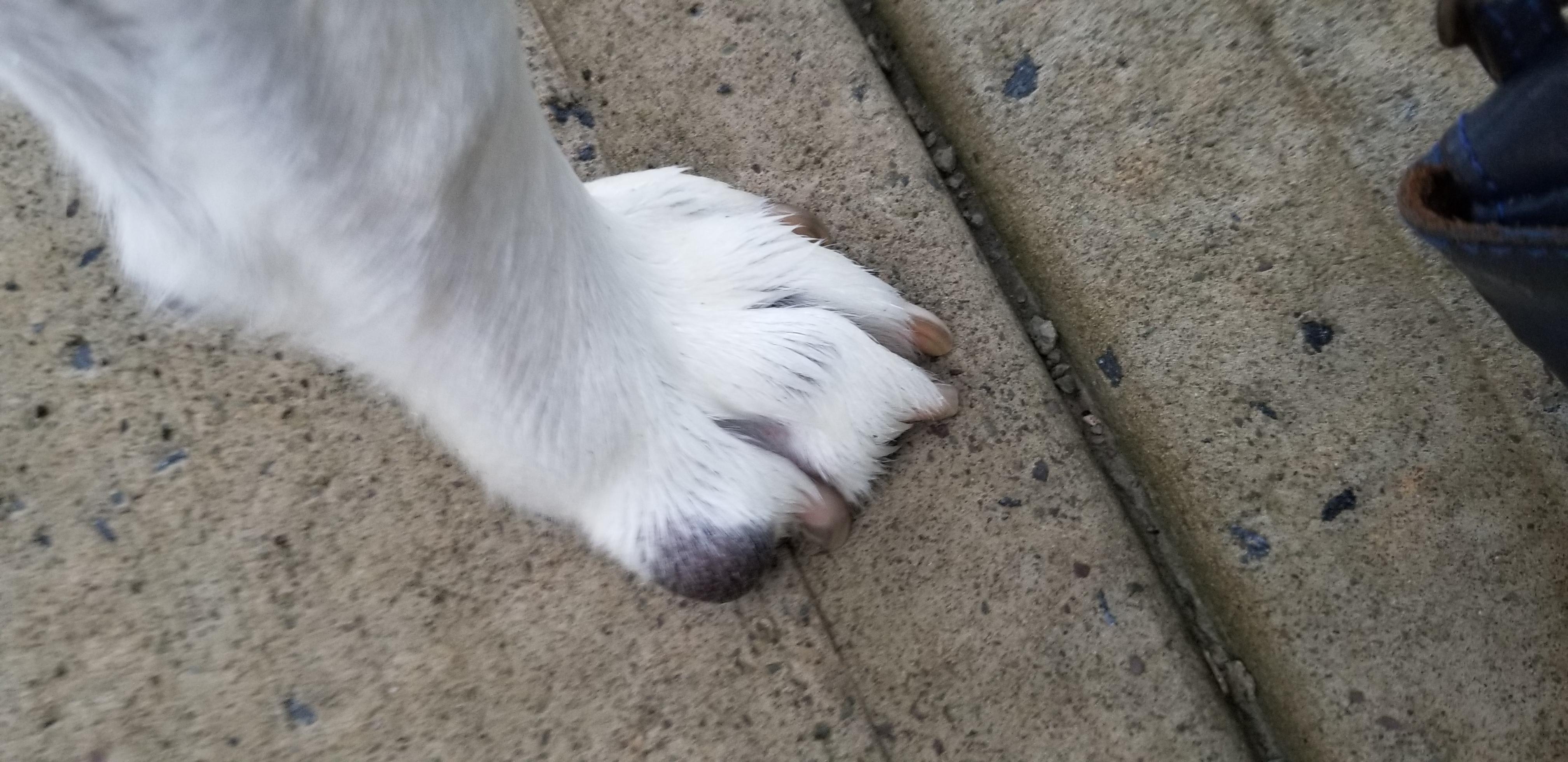 My dog has soft, black, painless paw swelling. When to see vet? | Petco