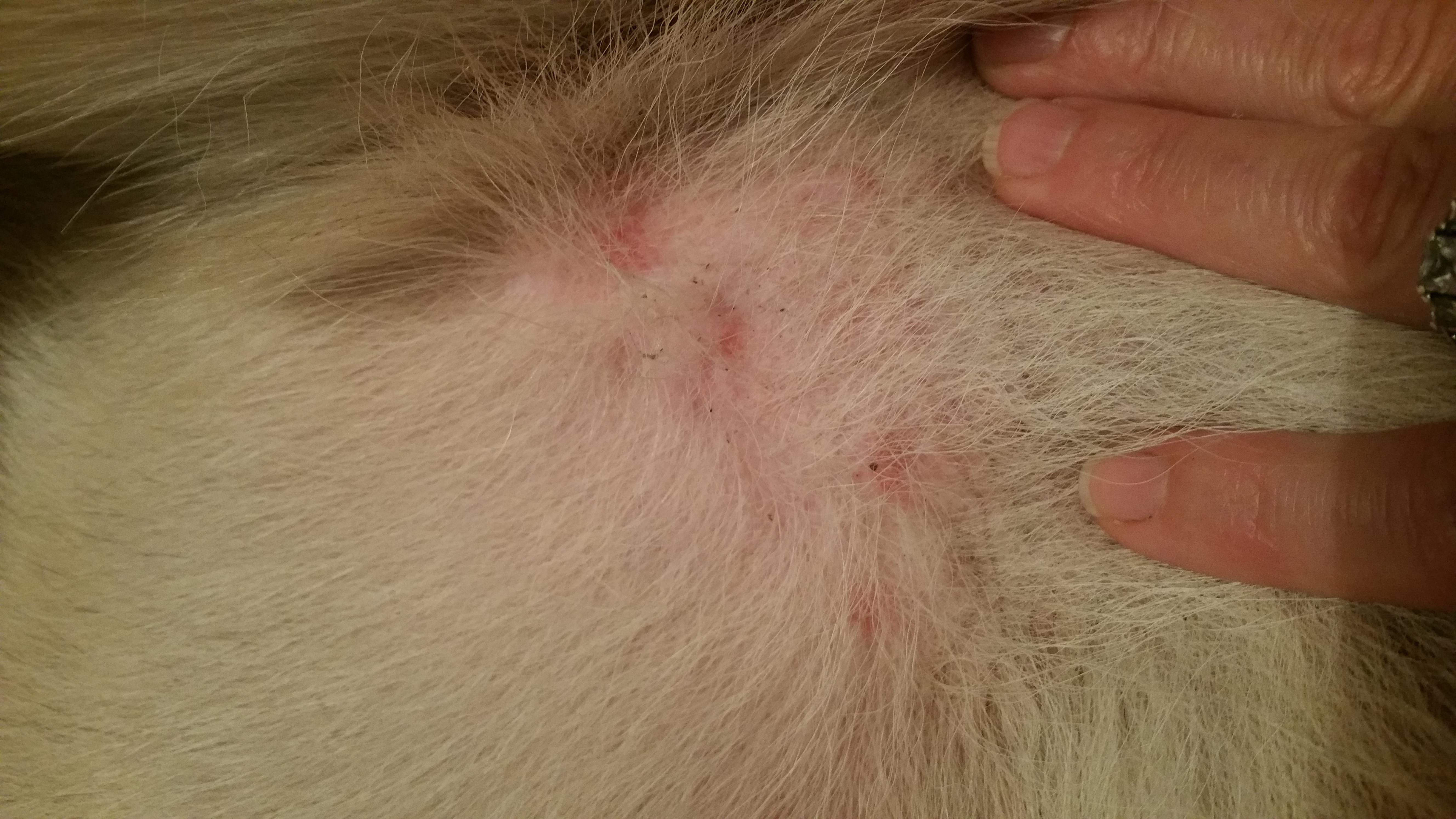 German Shepherd Groin Rash? Benadryl Didn't Work – What's Next? | Petco