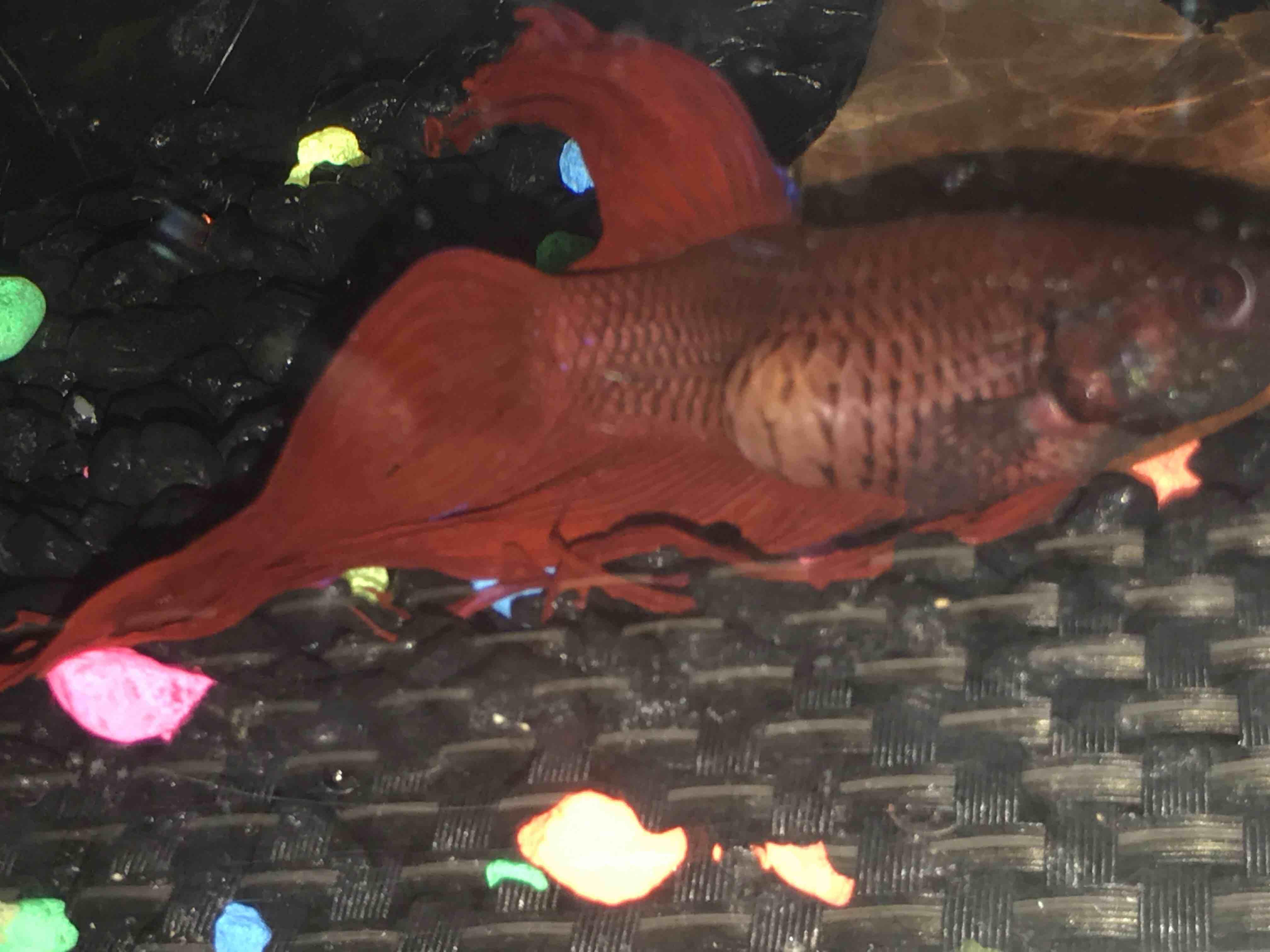 My betta fish has a growing lump. How can I treat it? | Petco