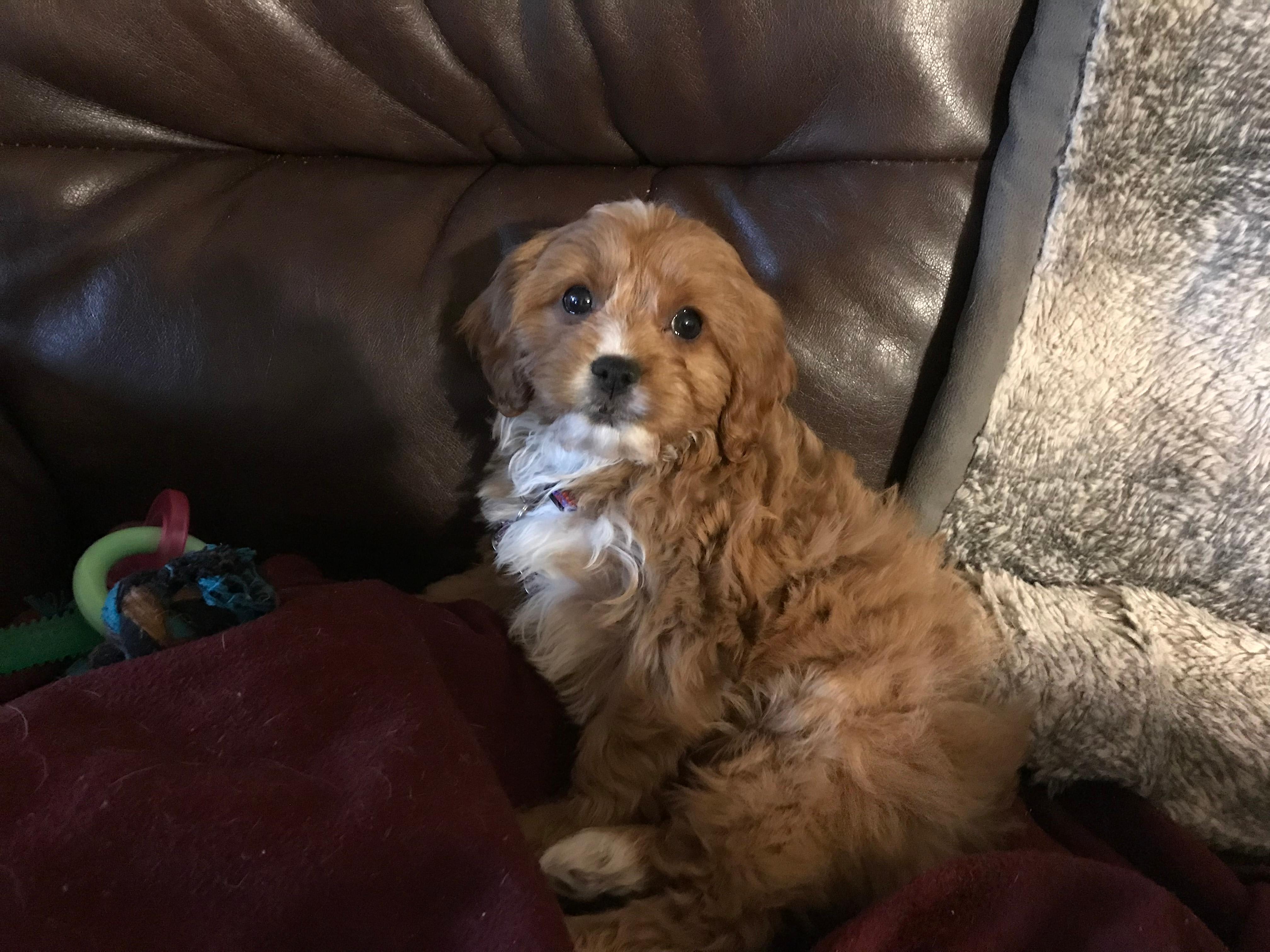 Why is my 9-week-old Cavapoo puppy panting heavily while sleeping? | Petco