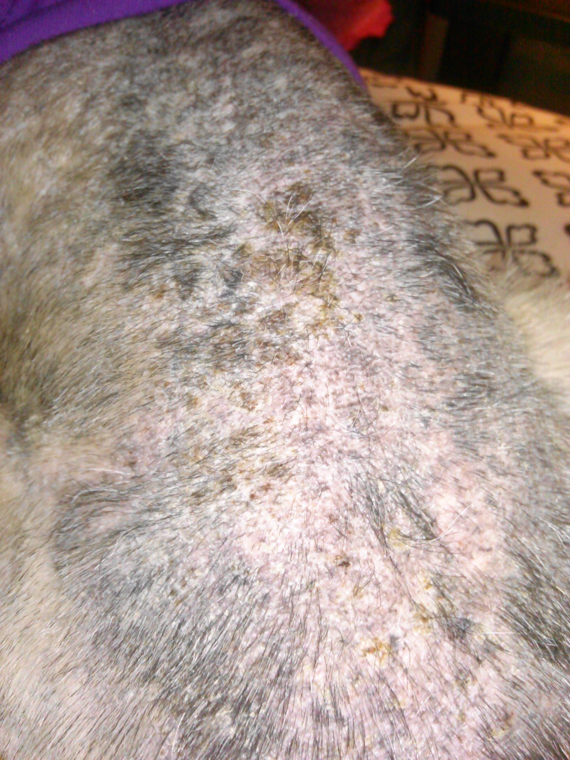 How to Treat Your Dog's Scaly, Flaky Skin That Looks Like Dandruff | Petco