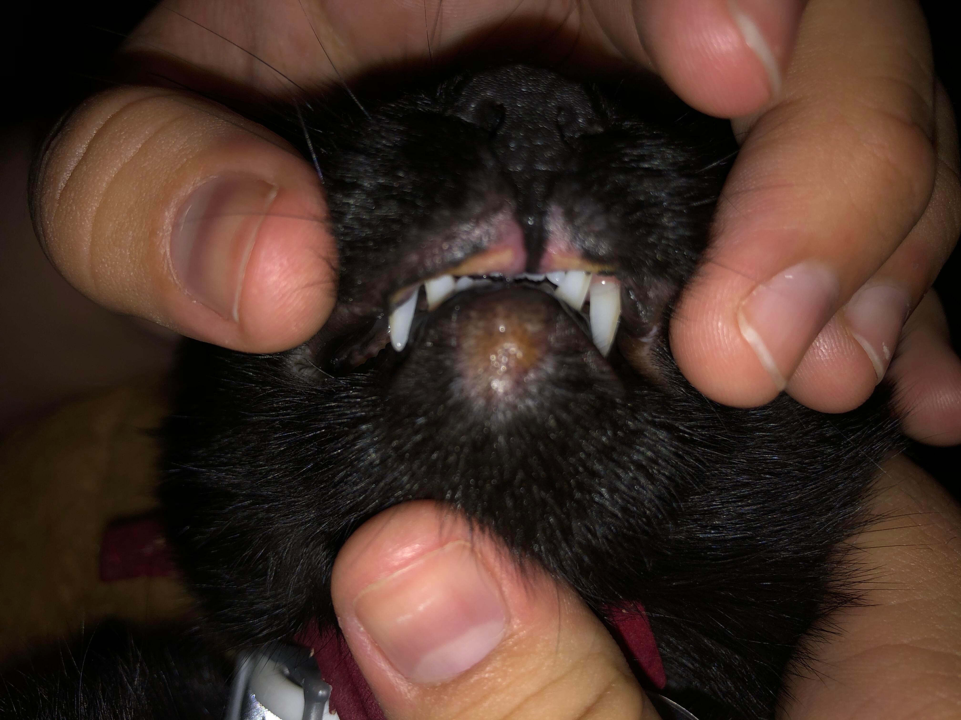 Why are my cat's lips yellow and pus-like? Causes & Treatment | Petco