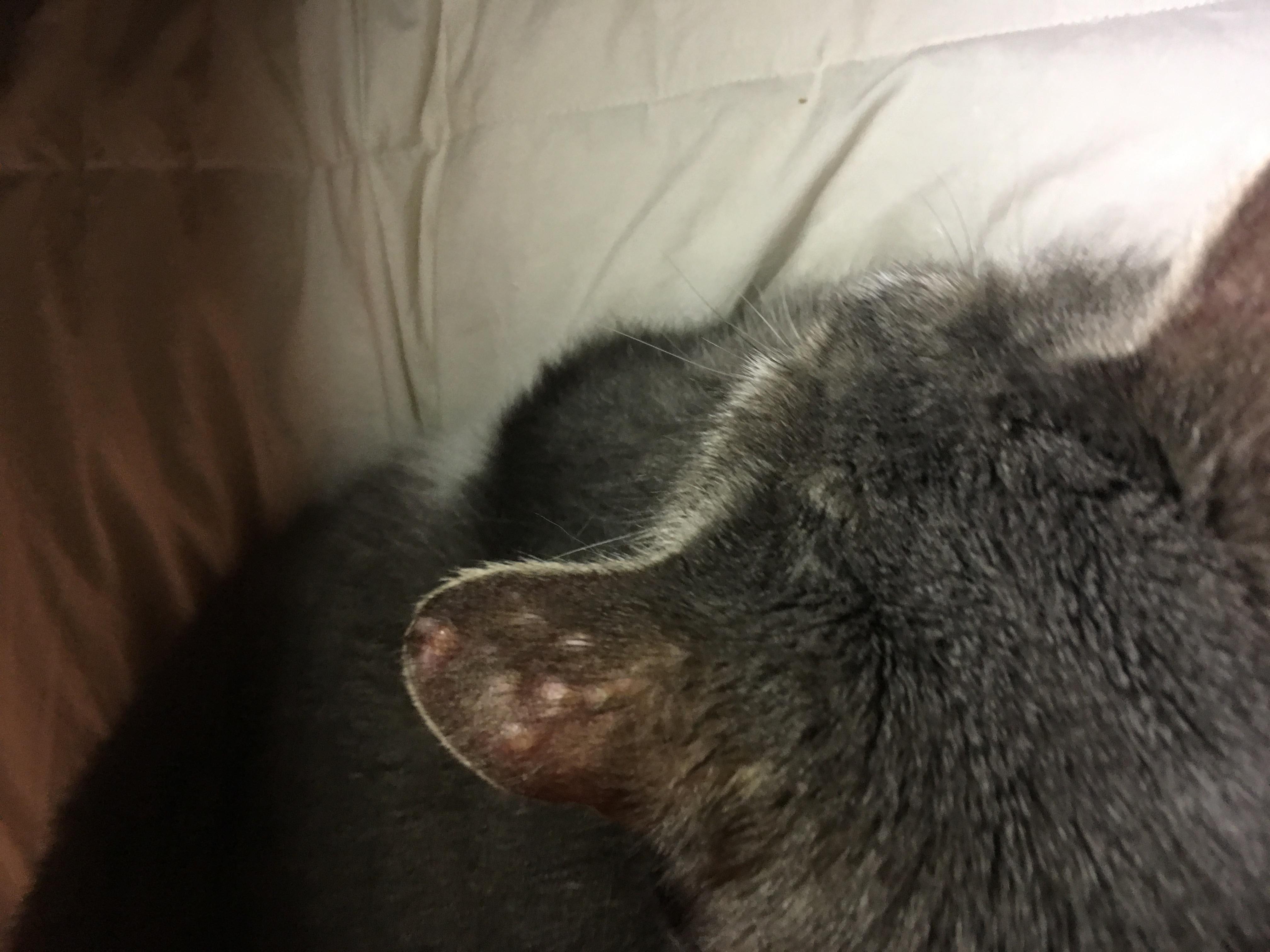 My 15-year-old cat has pimples on her ear flaps. What is it? | Petco