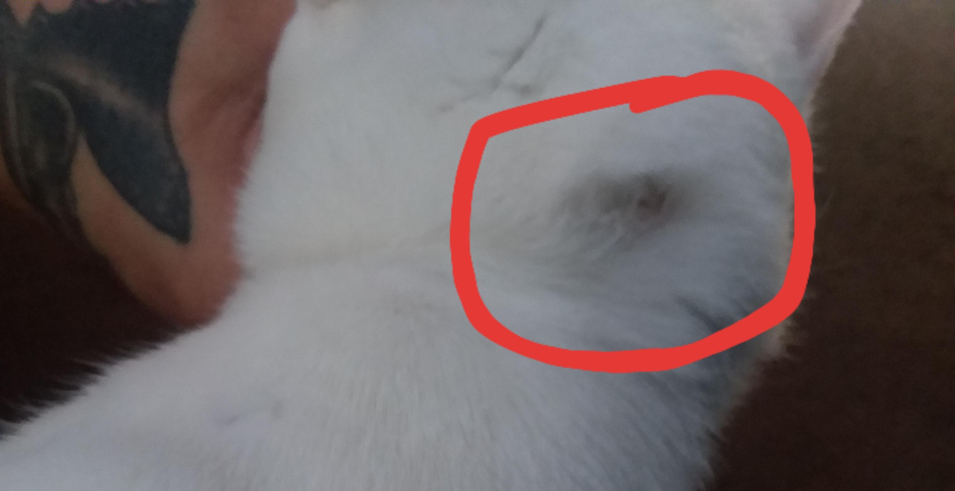 Cat Scratching Neck Raw & Losing Fur? What to Do Now | Petco