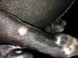 My Dog Has a Leg Scrape: What to Do & Is Vetericyn Safe? | Petco