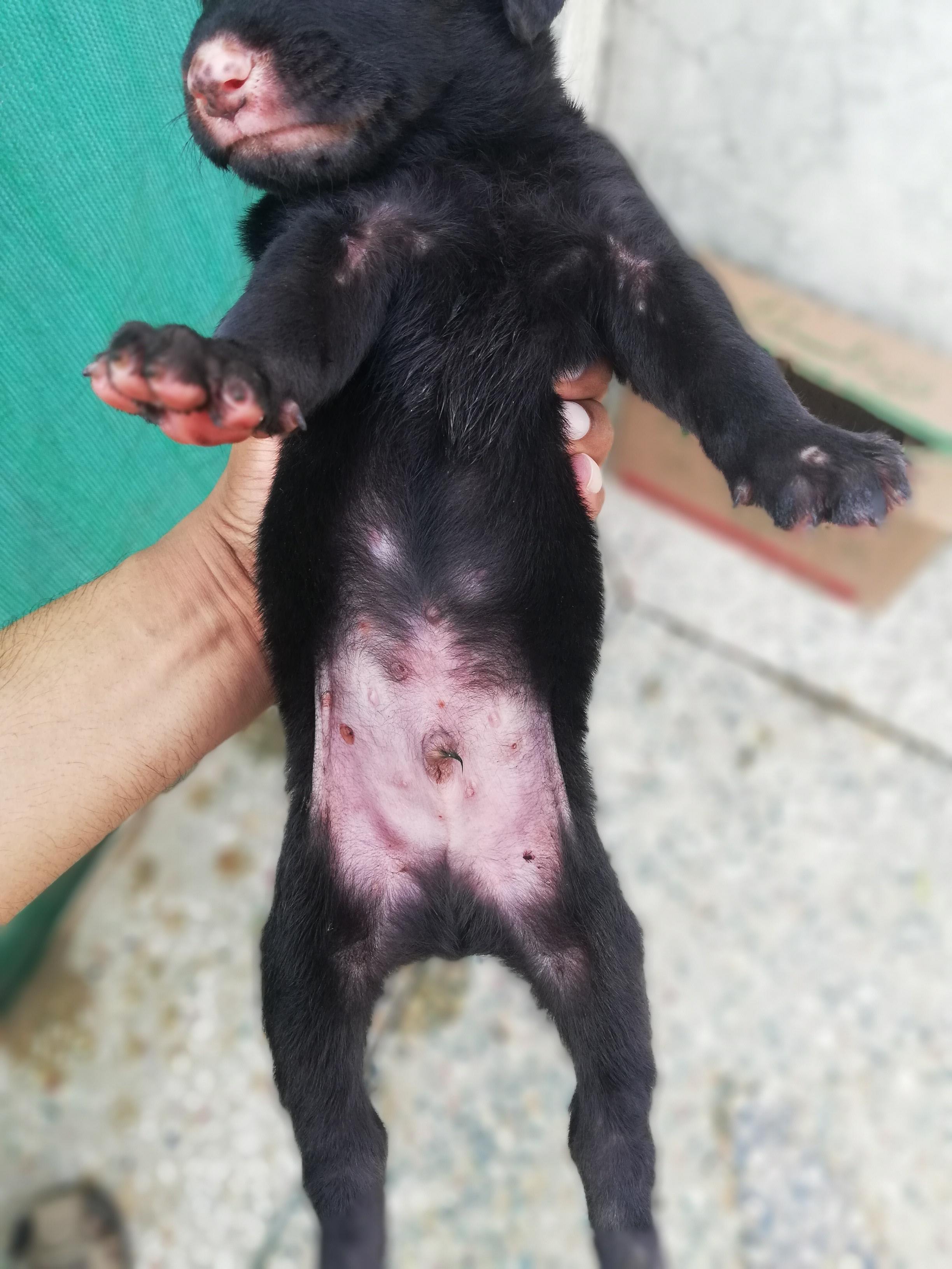 Acne-like Bumps on Your Dog's Skin? What They Are & How to Treat | Petco