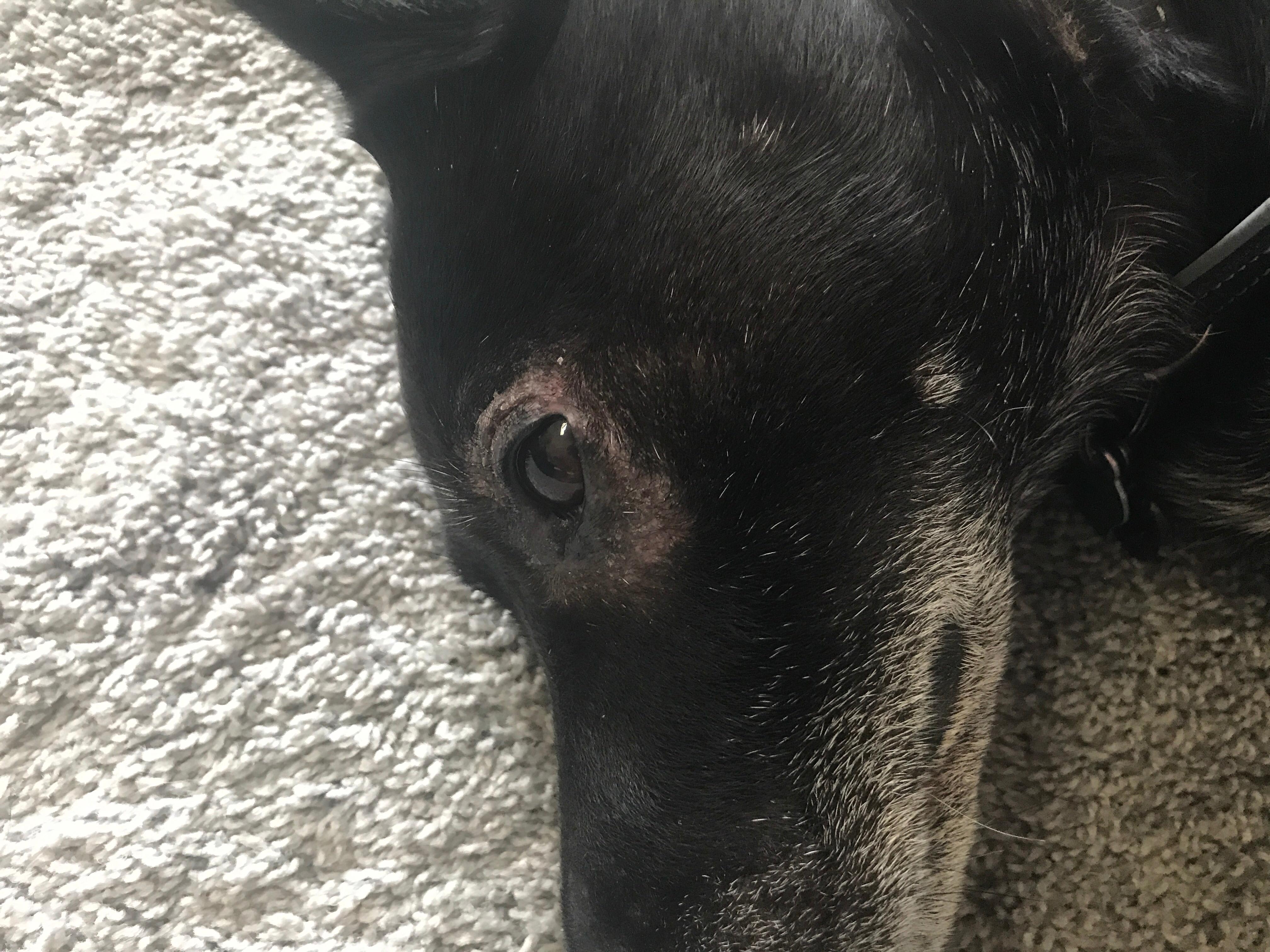 My Dog's Dry, Itchy, Scabby Eye: Causes & What to Do? | Petco