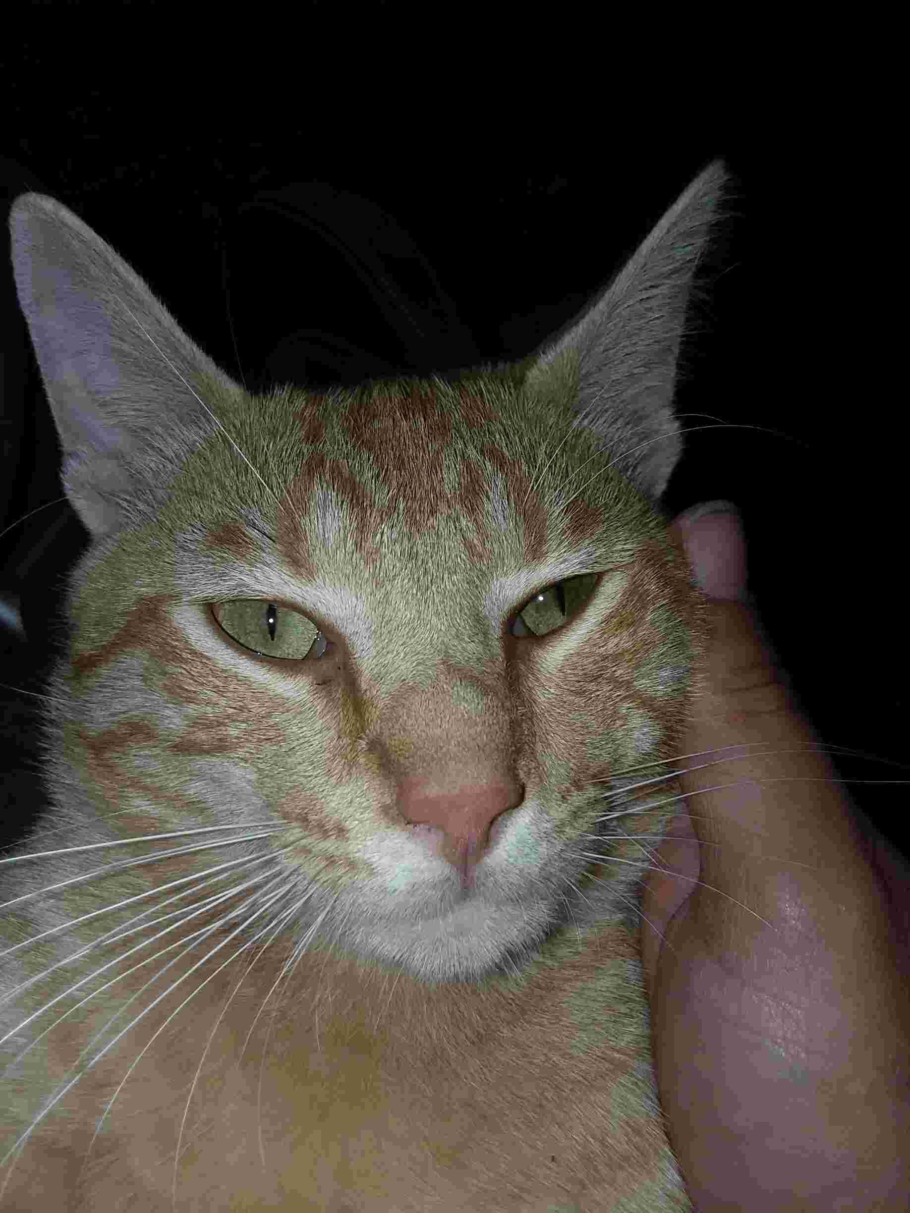 Is WormEze Liquid safe for my 9-month-old kitten without worms? | Petco