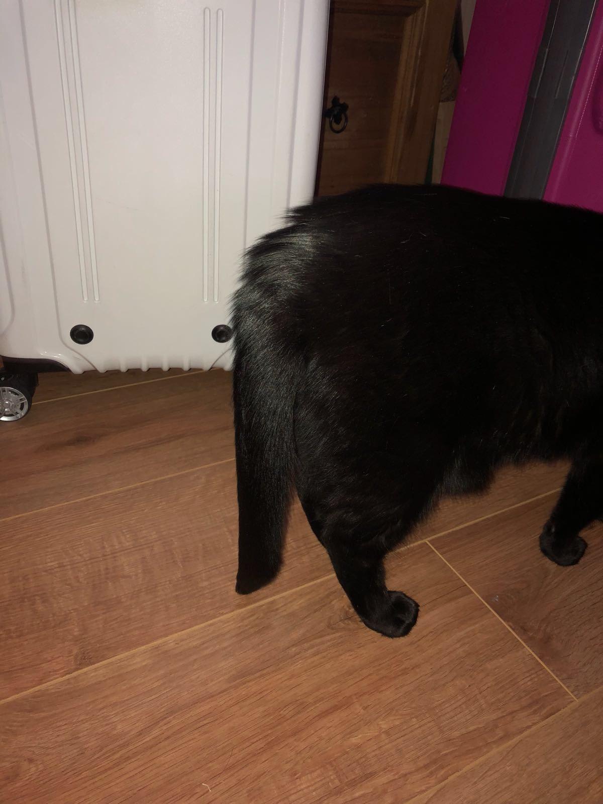 What to do if my cat's tail is limp, swollen, and painful? | Petco