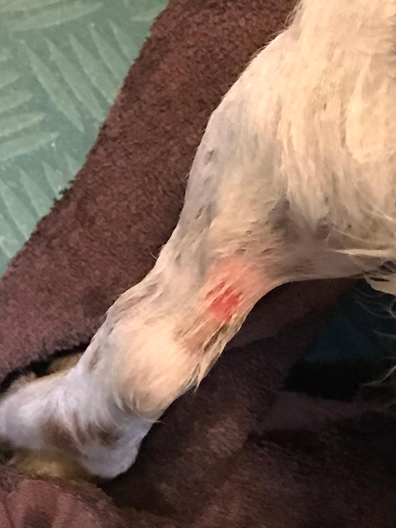 Why is my dog scratching, losing fur, and bleeding after a bath? | Petco