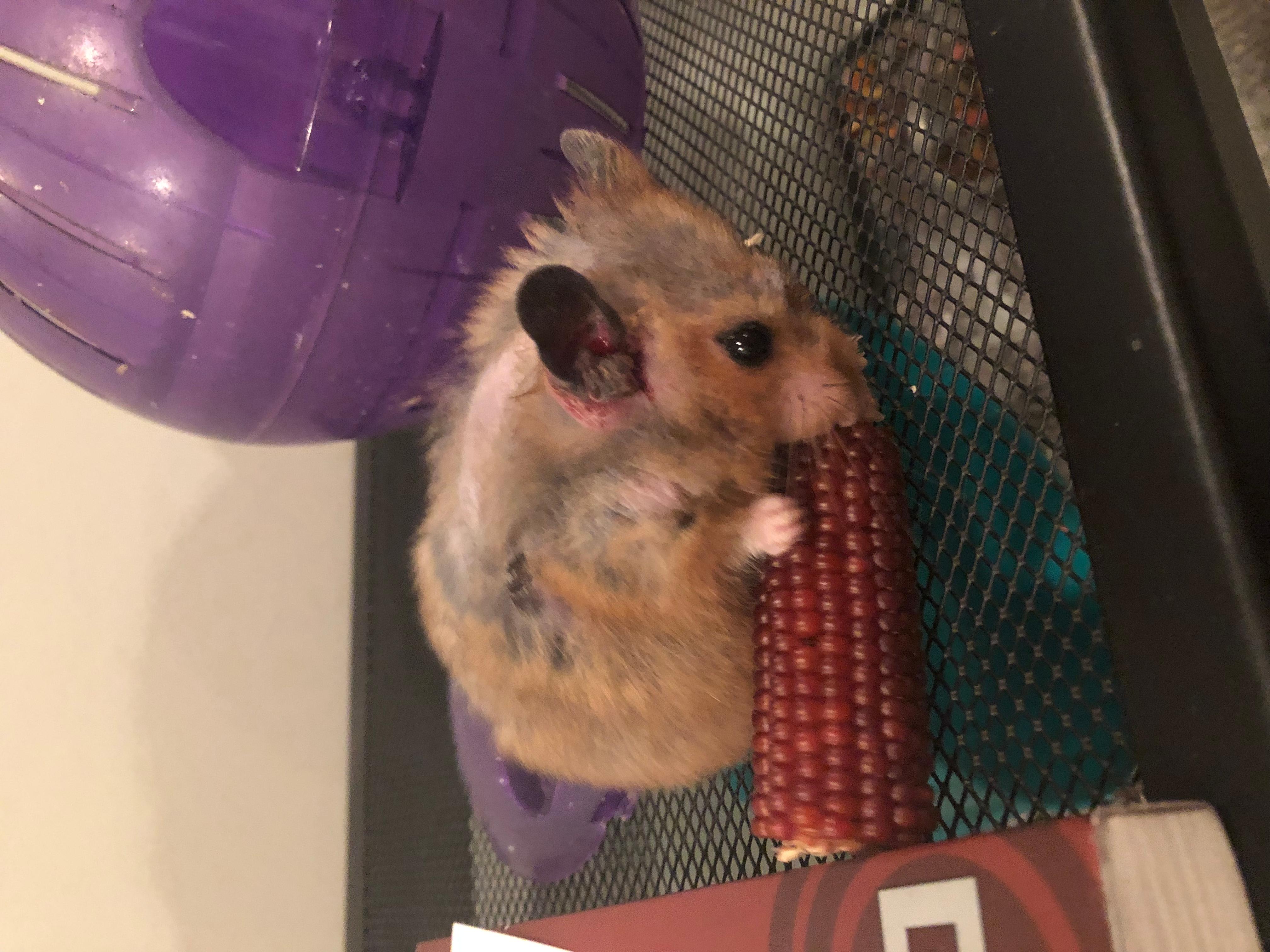 My Hamster is Bleeding, Scabs, Won't Drink: What's Wrong? | Petco