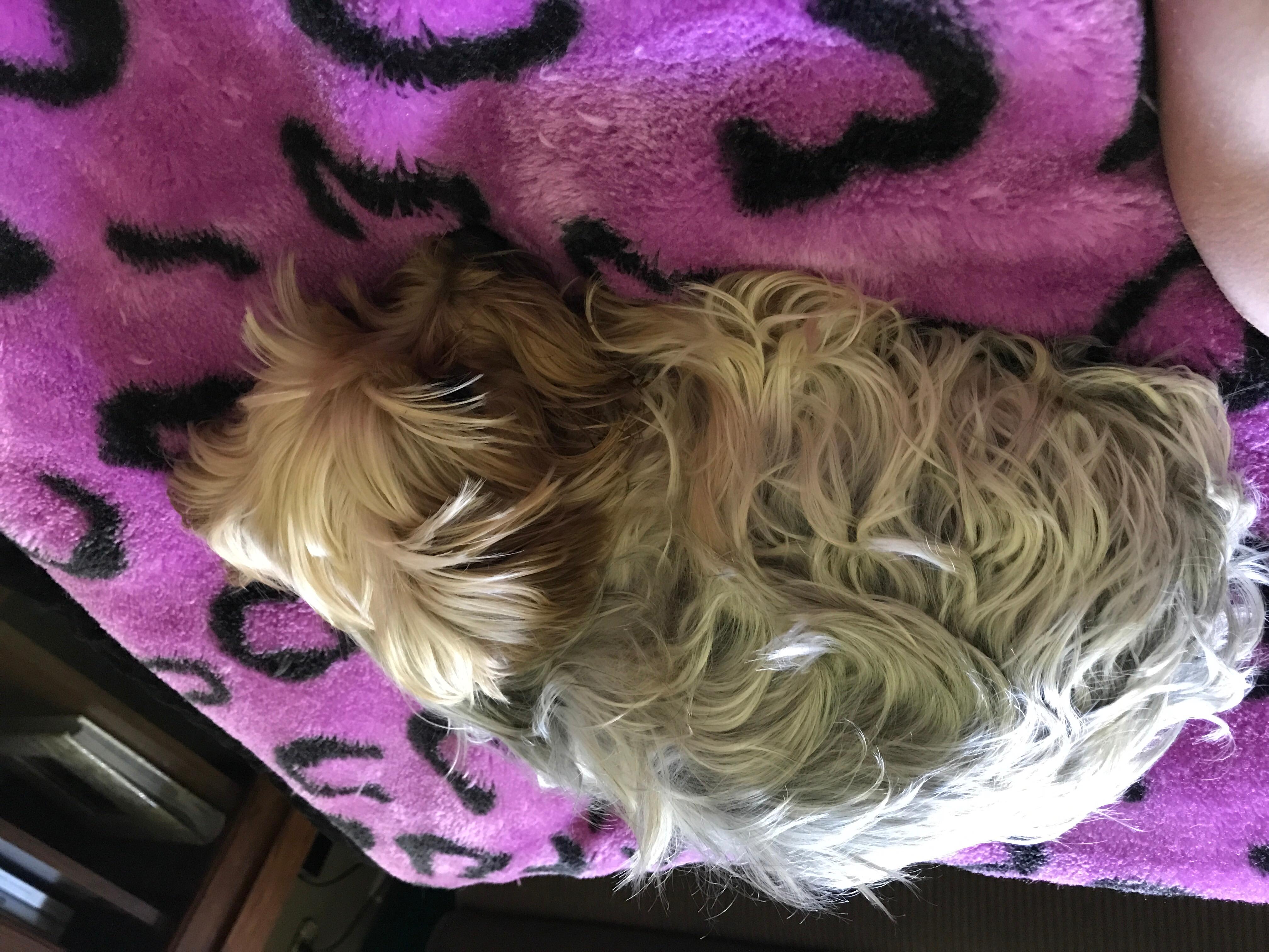 Why is my Yorkie still sick? Vomiting, diarrhea, not eating, normal ...