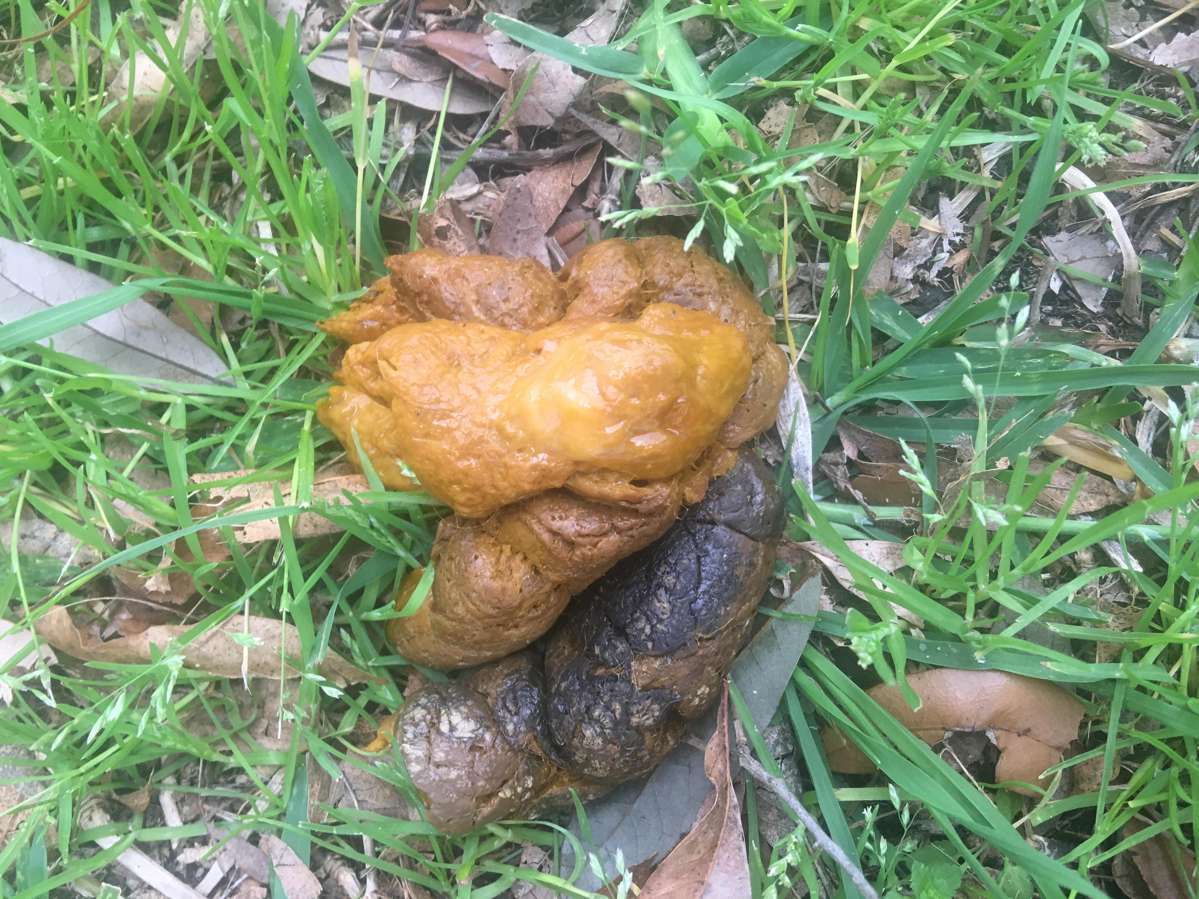 Why Is Your Dog's Poop Yellow, Soft, & Mucus After Diarrhea? | Petco