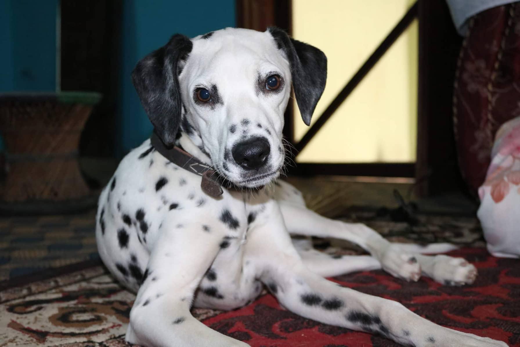 Dog has snail-like things in poop, itchy legs. Is it hookworm? | Petco