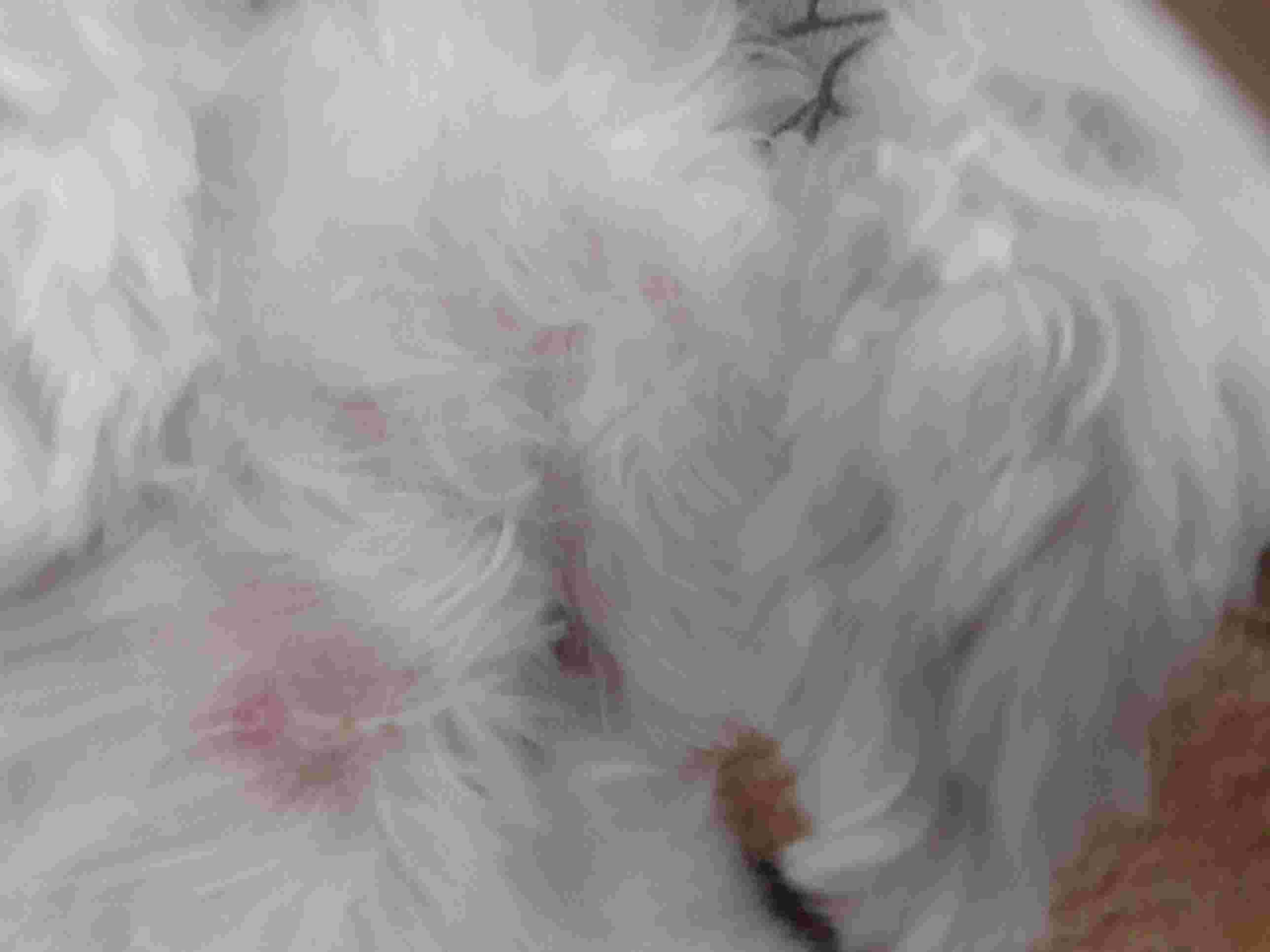 My Dog Has Pustules on Her Skin: Causes & What to Do? | Petco