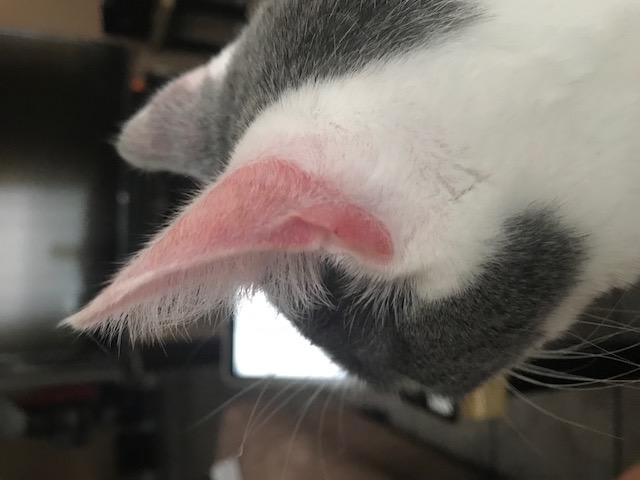 My cat has red, dry ear bumps spreading to face. What's wrong? | Petco