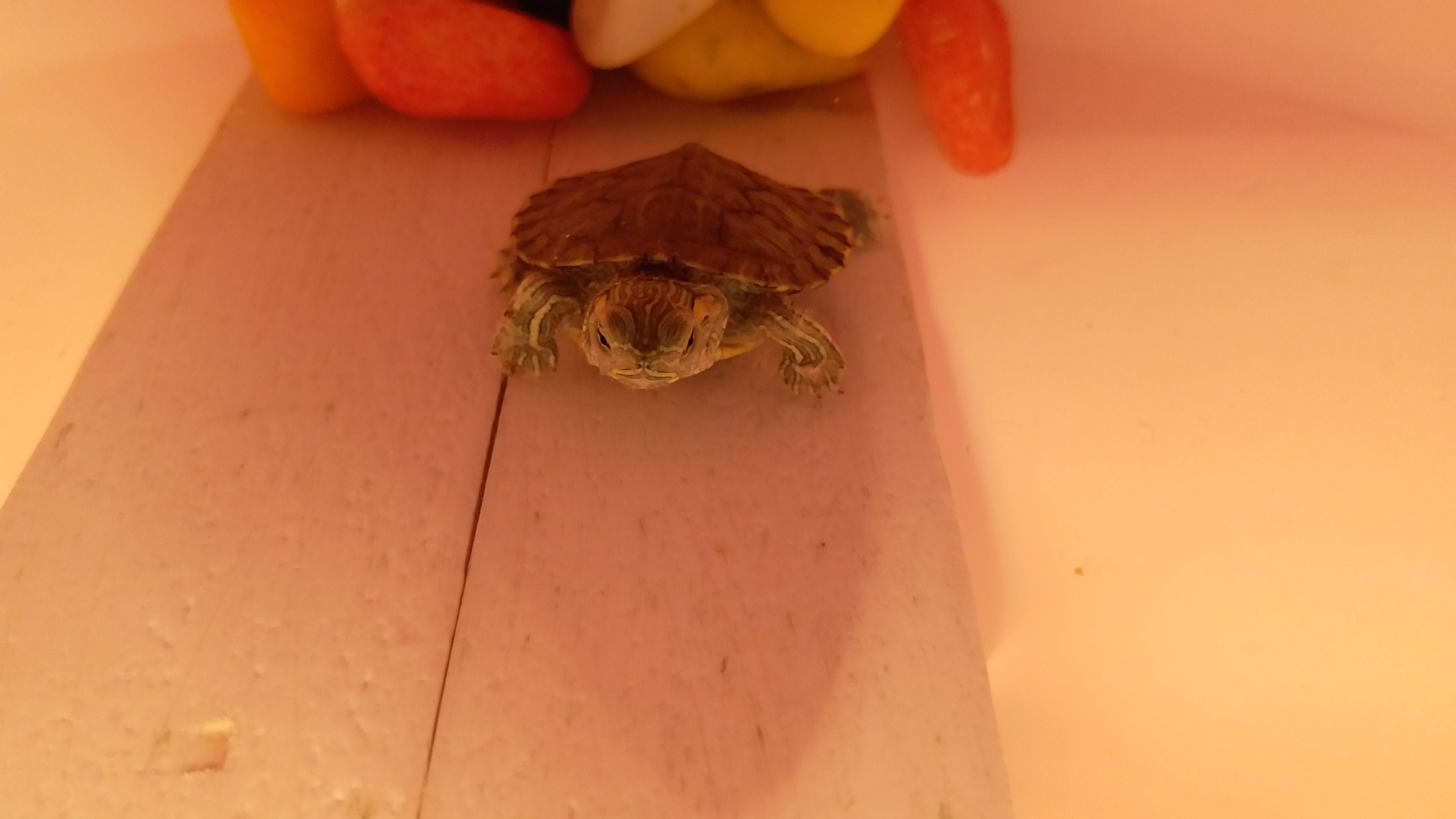 Why is my turtle swimming sideways, neck swollen, and shedding? | Petco