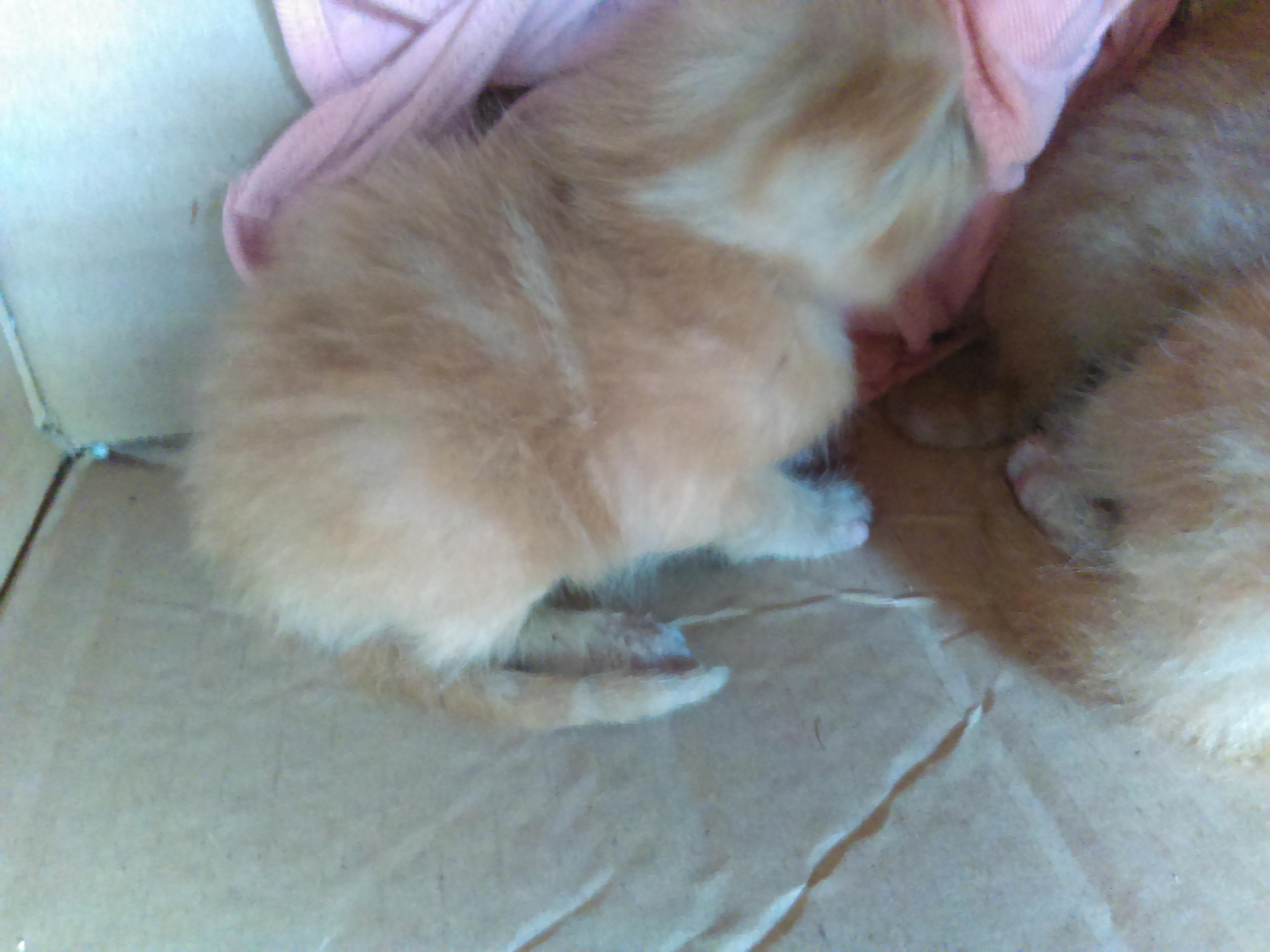 My newborn kitten has dry, flaky skin, yucky ears, and stuck eyes | Petco