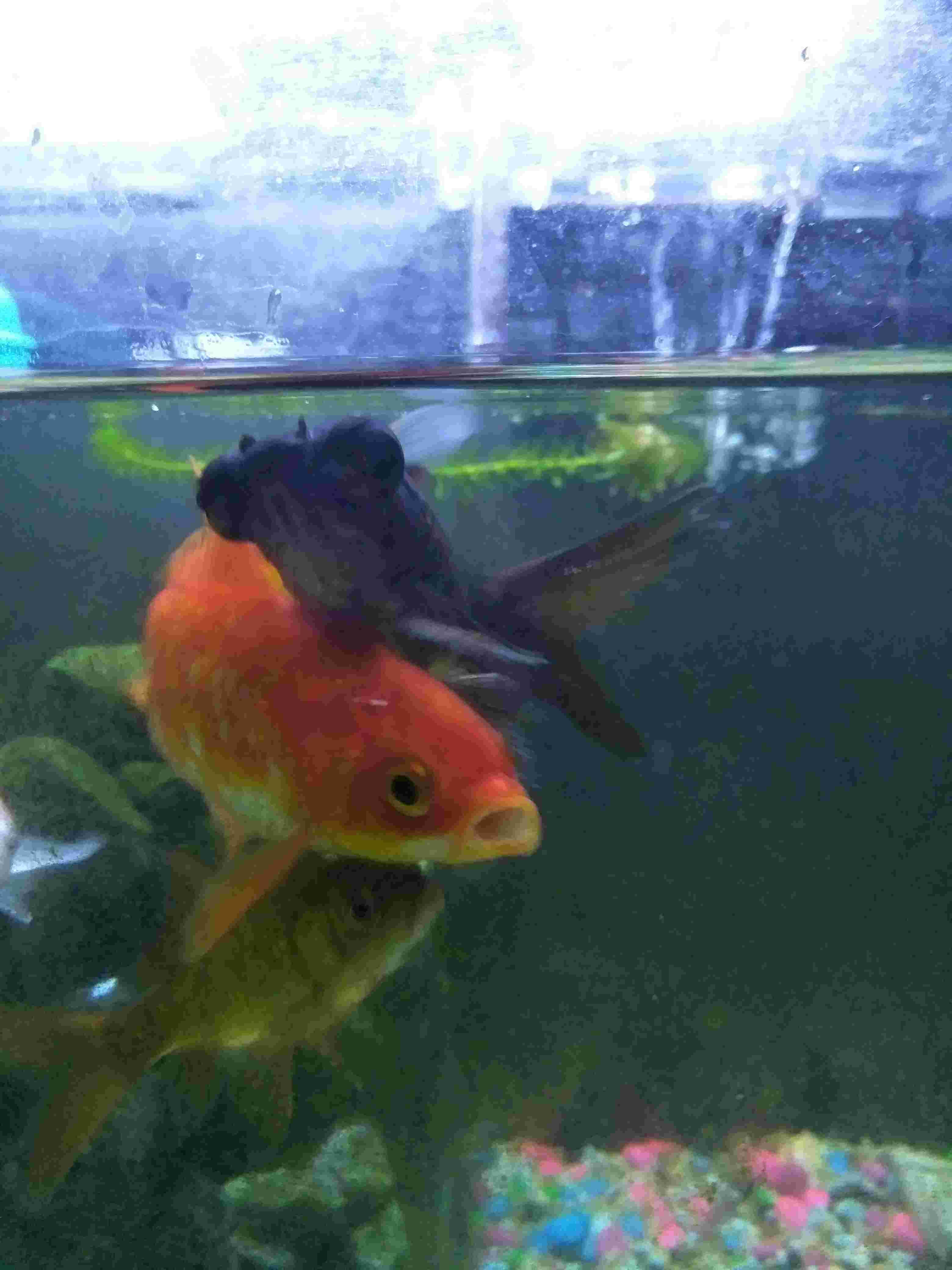 My goldfish has a tail slit. What can I do to help him heal? | Petco