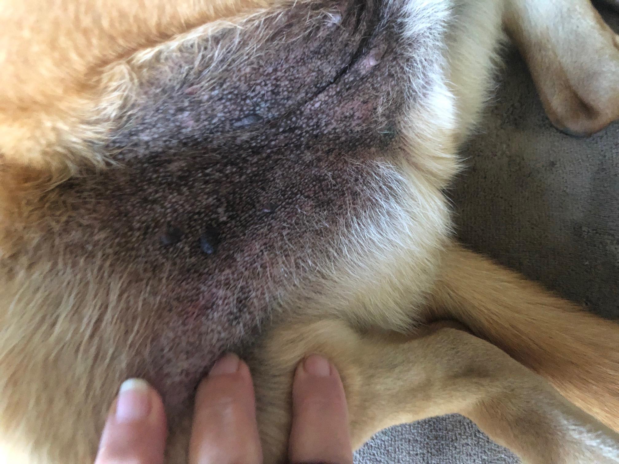 My dog has itchy, dark, raised bumps on his groin and stomach | Petco