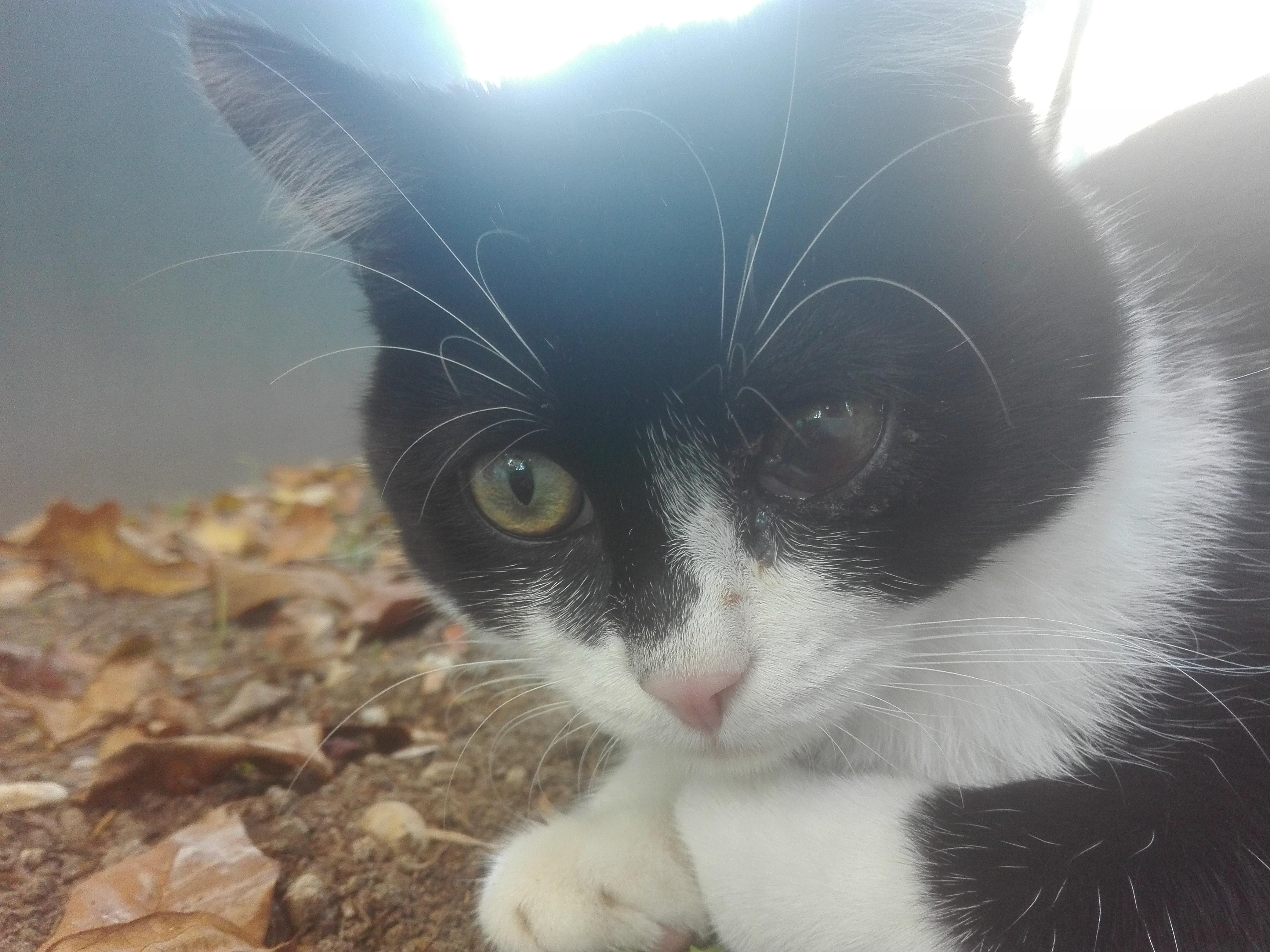 My Cat Has Blood in Eye: Is it a Vet Emergency? What to Do? | Petco
