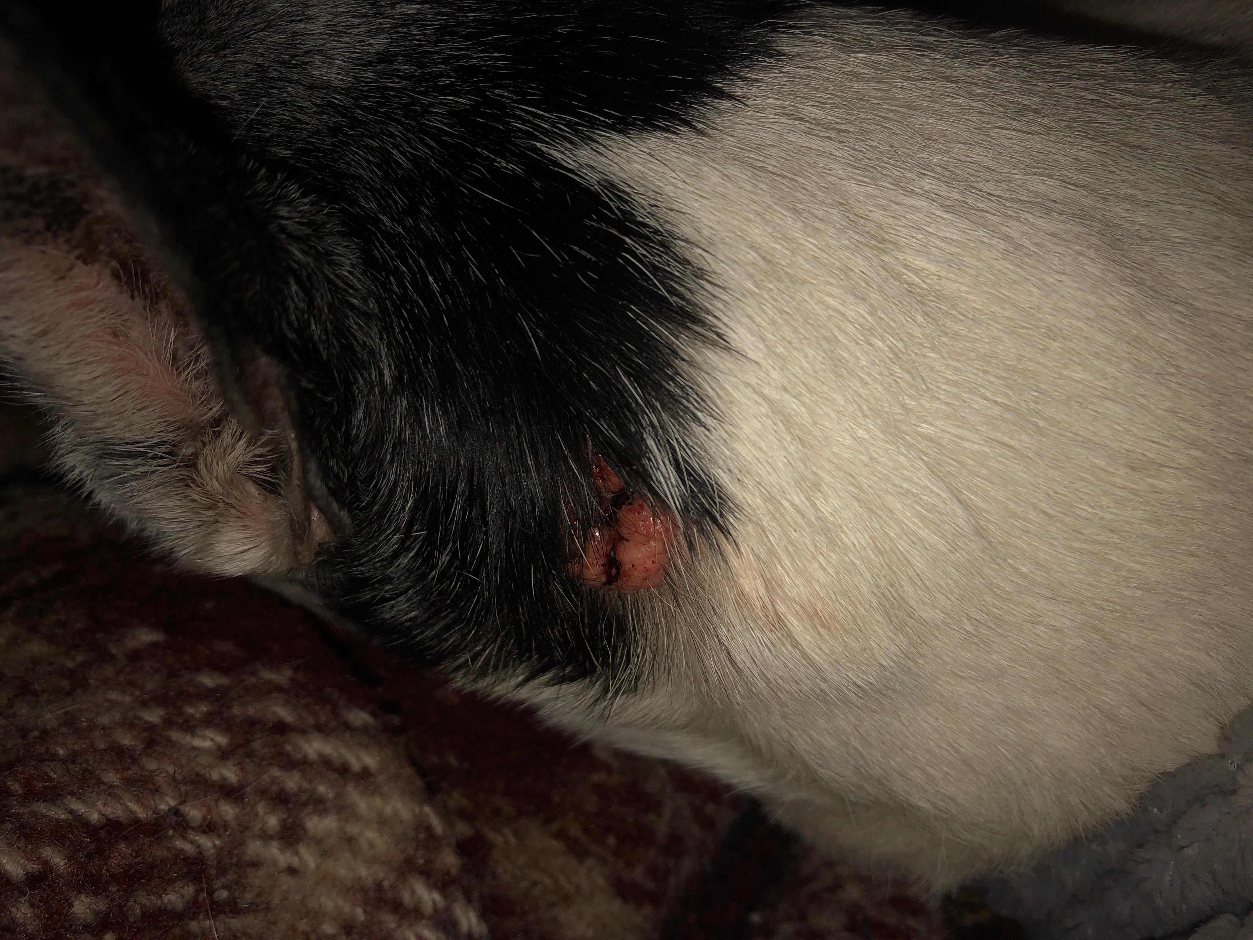 My Dog's Neck Wart Bleeding & Growing? Find Solutions | Petco