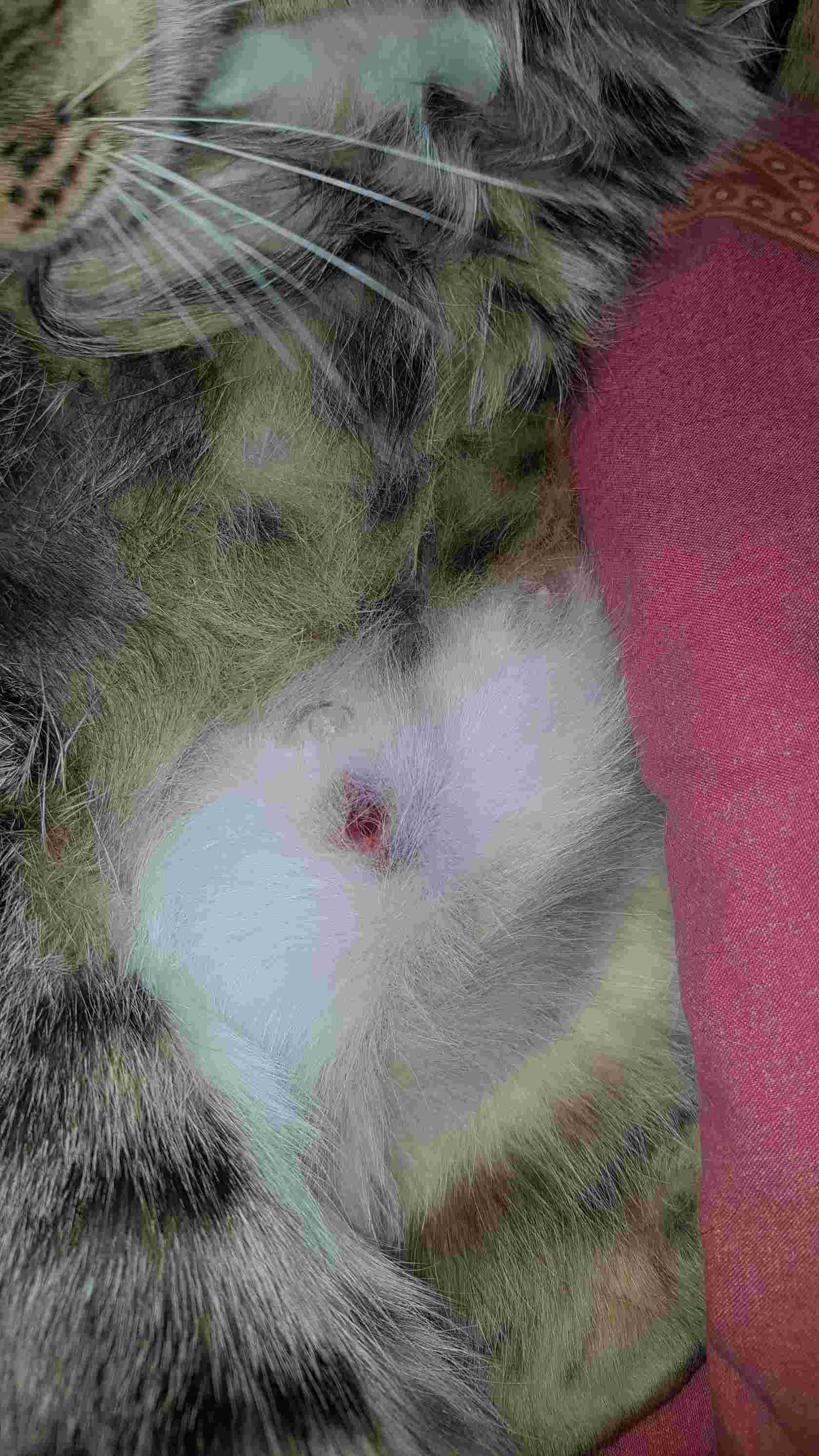New cat stomach lump near spay scar: Infected or contagious? | Petco