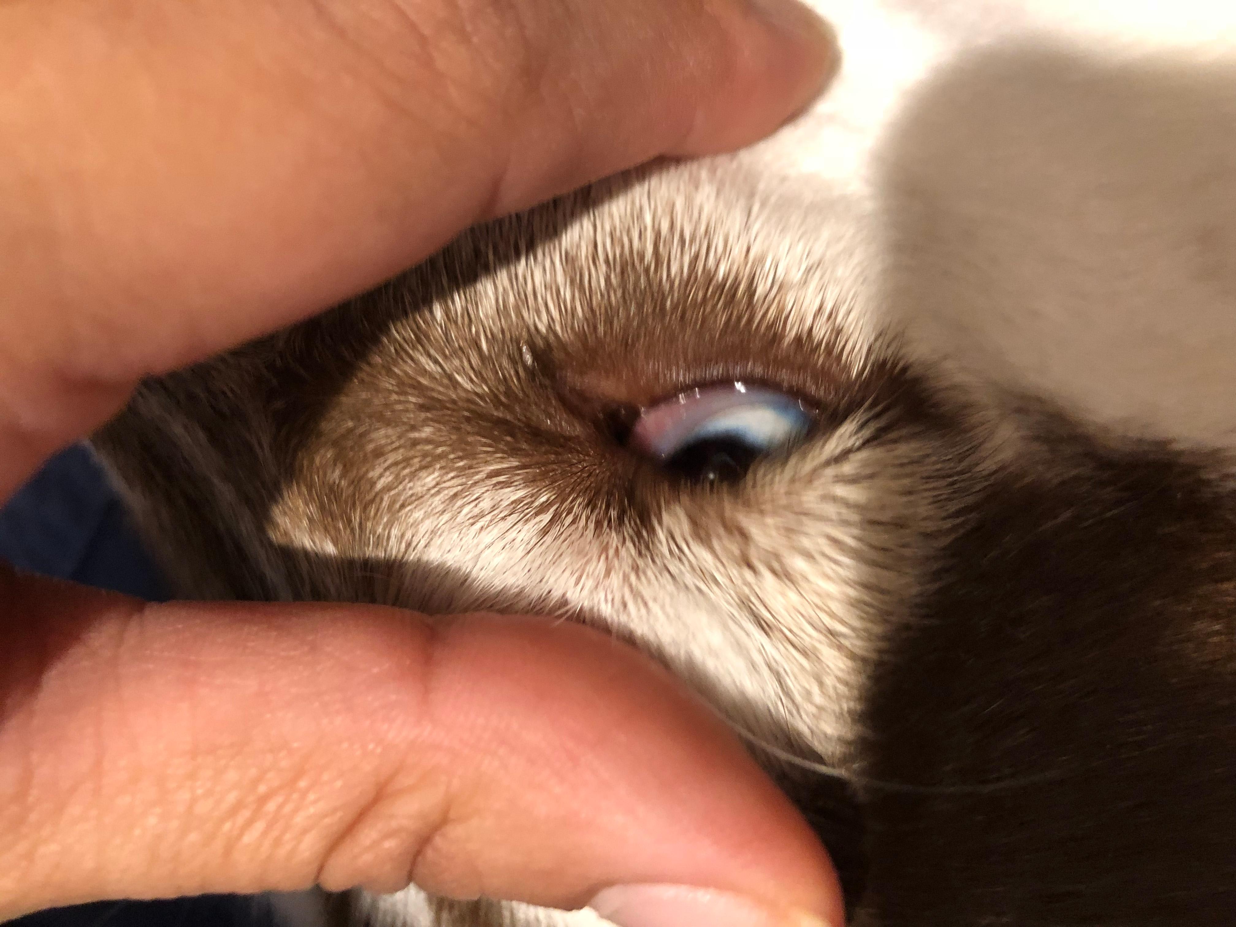 My Dog's Third Eyelids: Red, Pink, or Brown? Is it Normal? | Petco