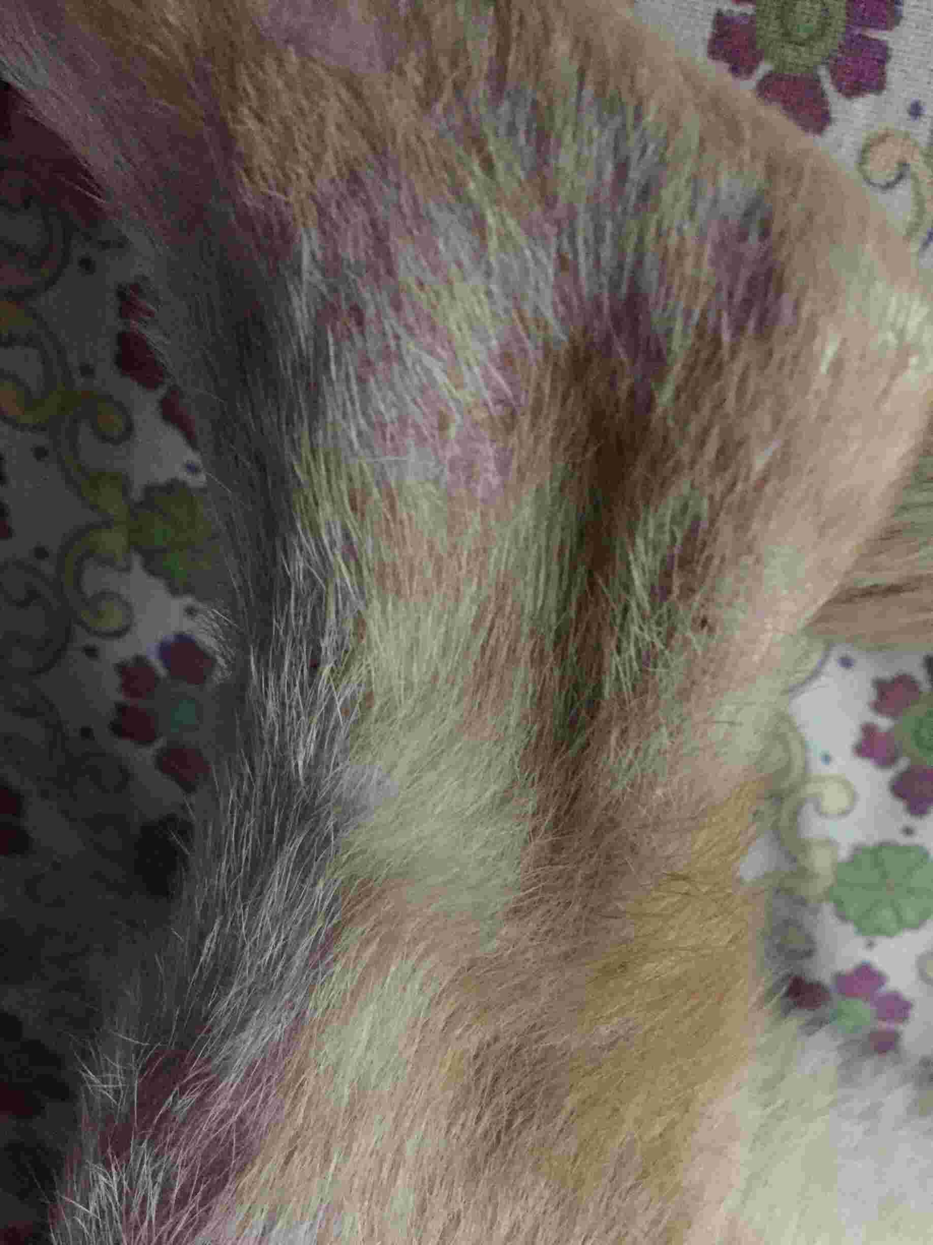 My dog has itchy, flaky skin, pimples, sheds. Contagious? | Petco