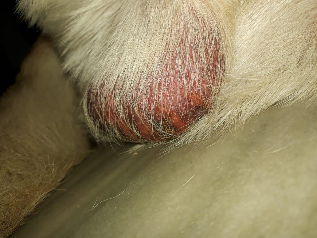 Is Your Dog's Scrotum Red & Irritated? Check for Skin Infections | Petco