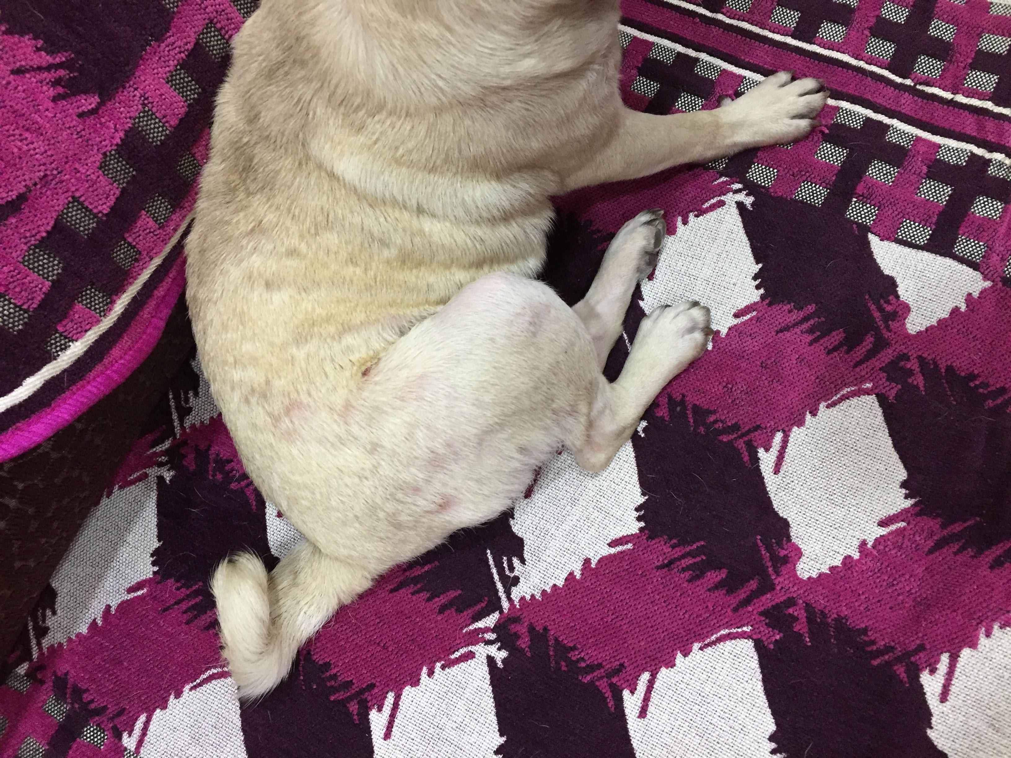 Why is my pug itching so badly it's bleeding? Vets can't fix it! | Petco