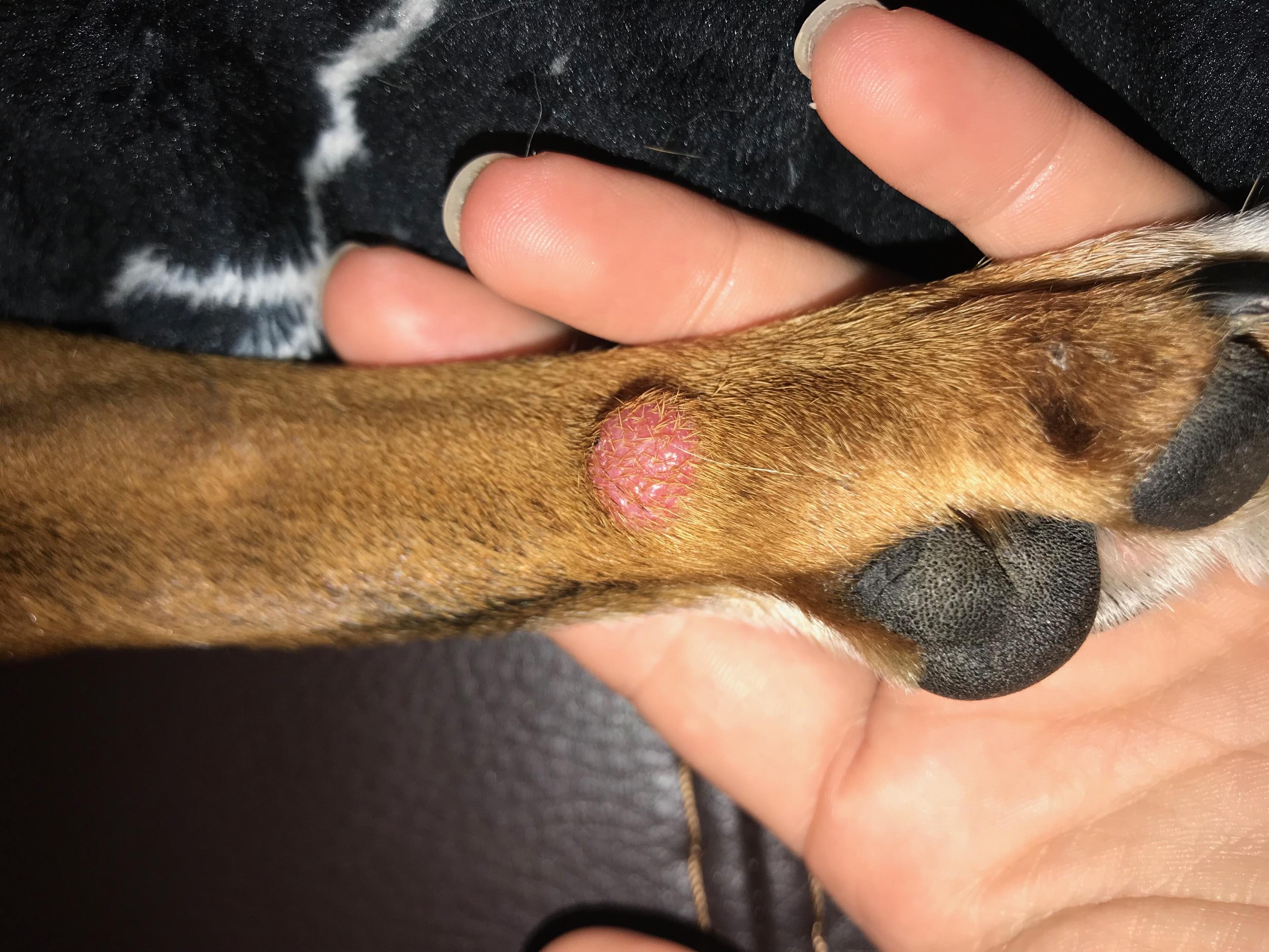 Sudden, painless, pinkish-red bump on dog's leg. What is it? | Petco