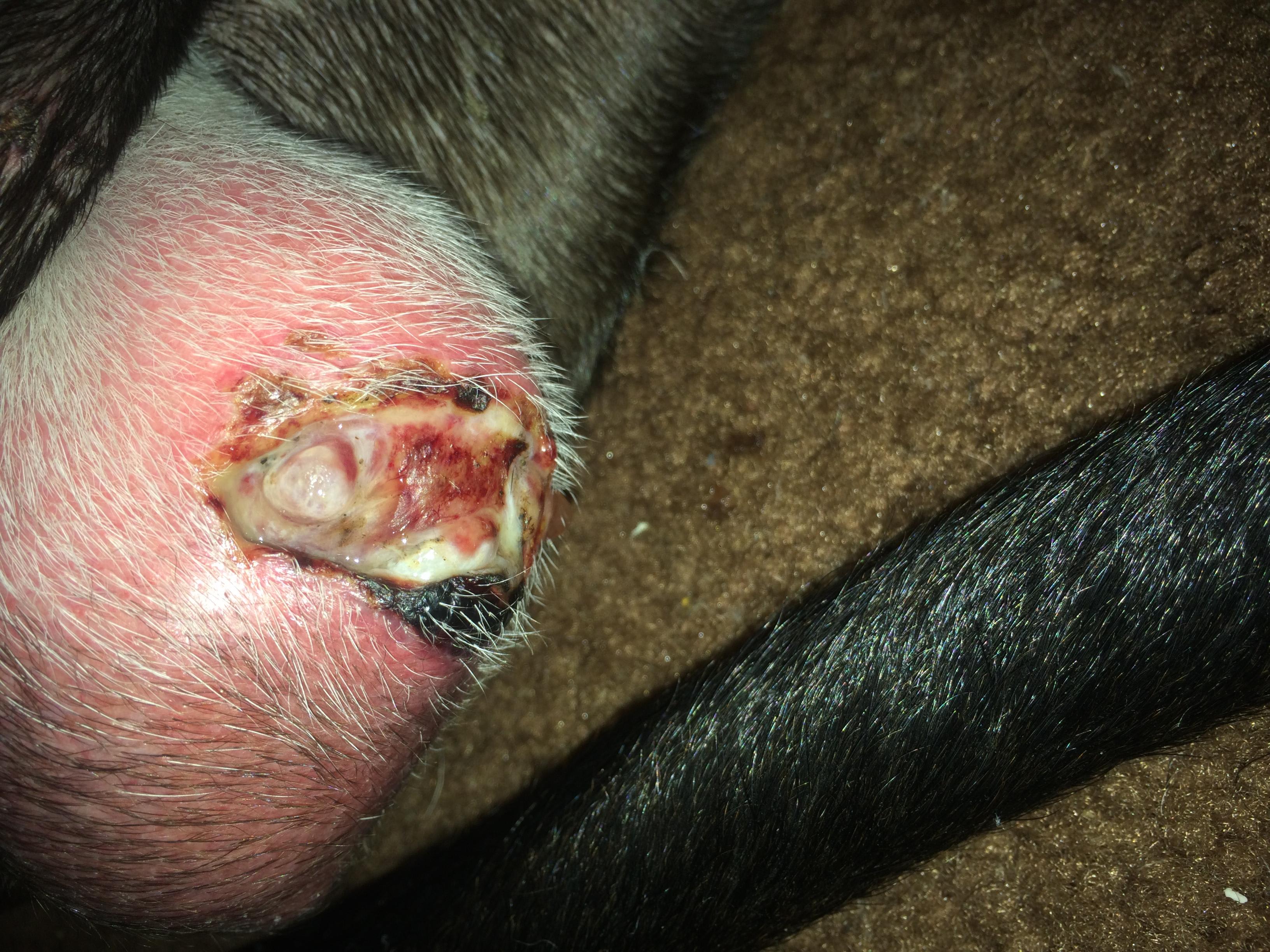 Dog Testicle Wound? Clean & Ease Pain at Home (No Vet Money) | Petco
